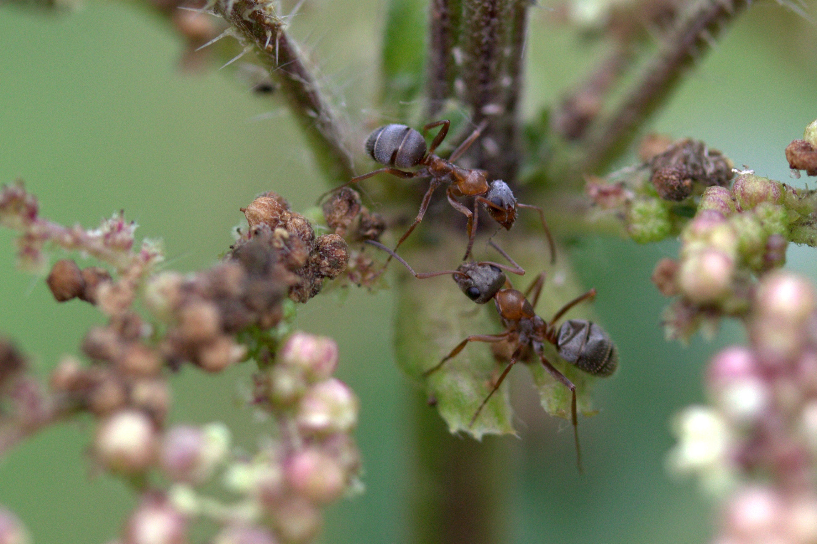 Ant Plant Macro free image download