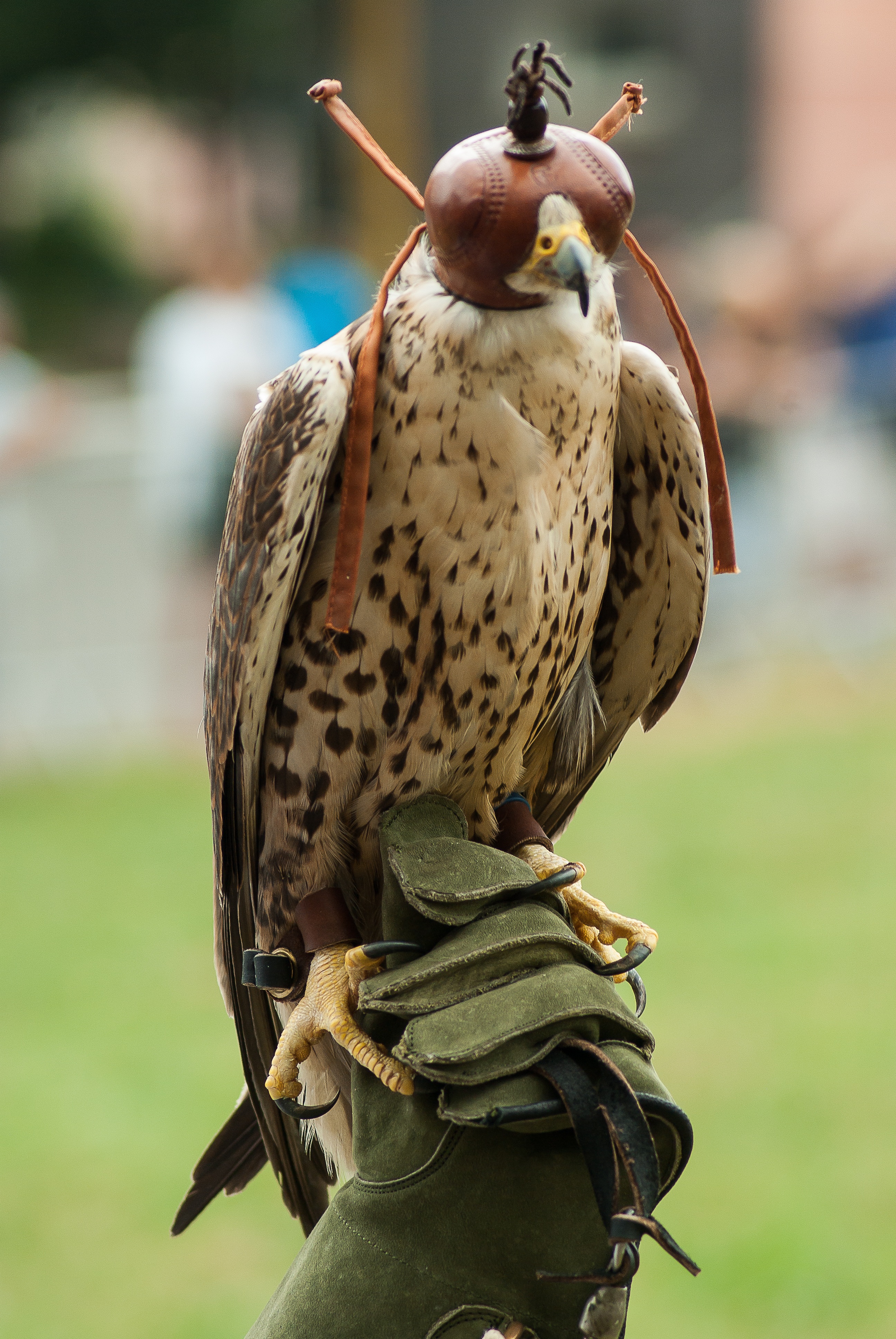 Big eagle in training free image download