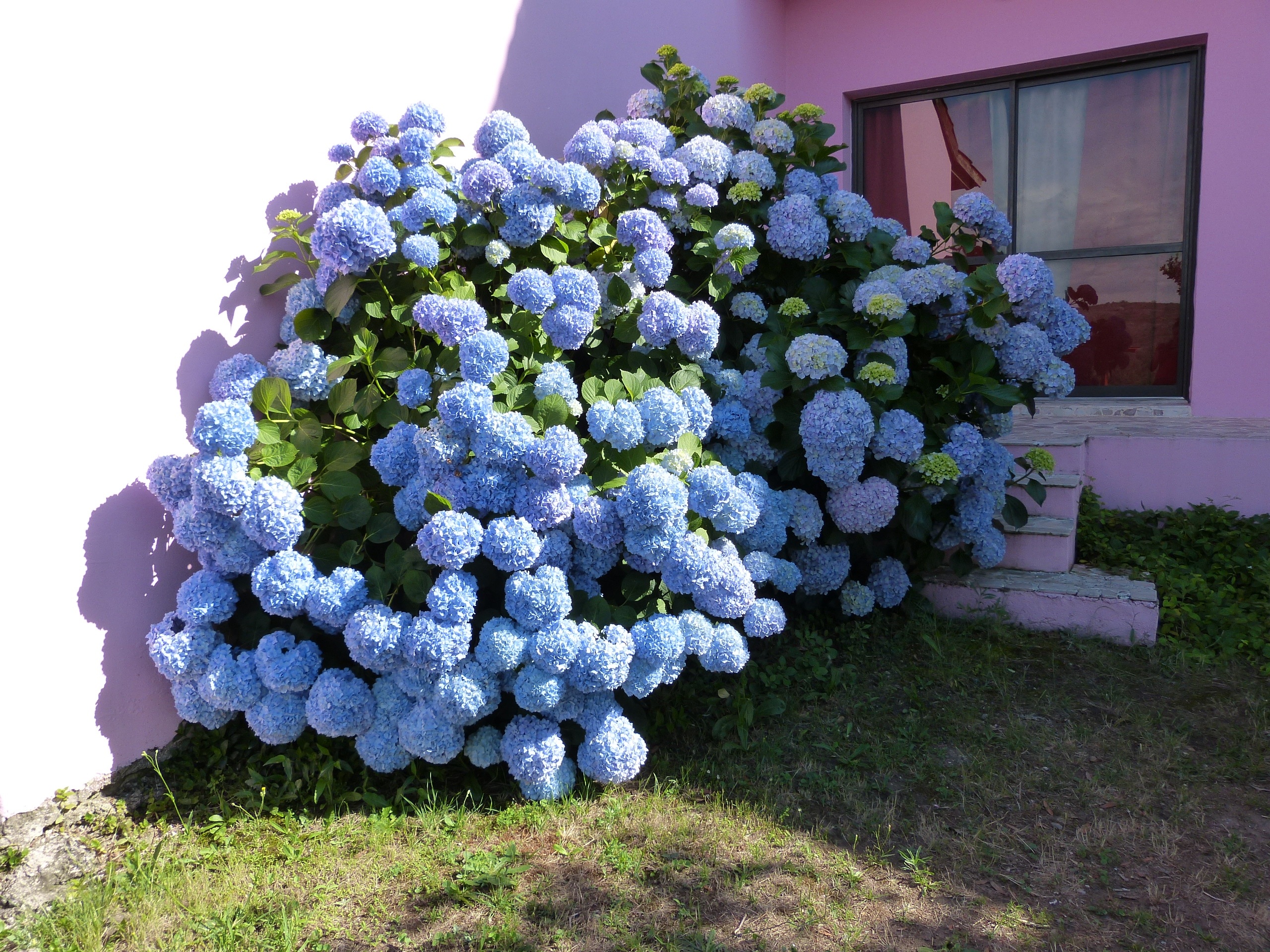 Peonies blue bush free image download