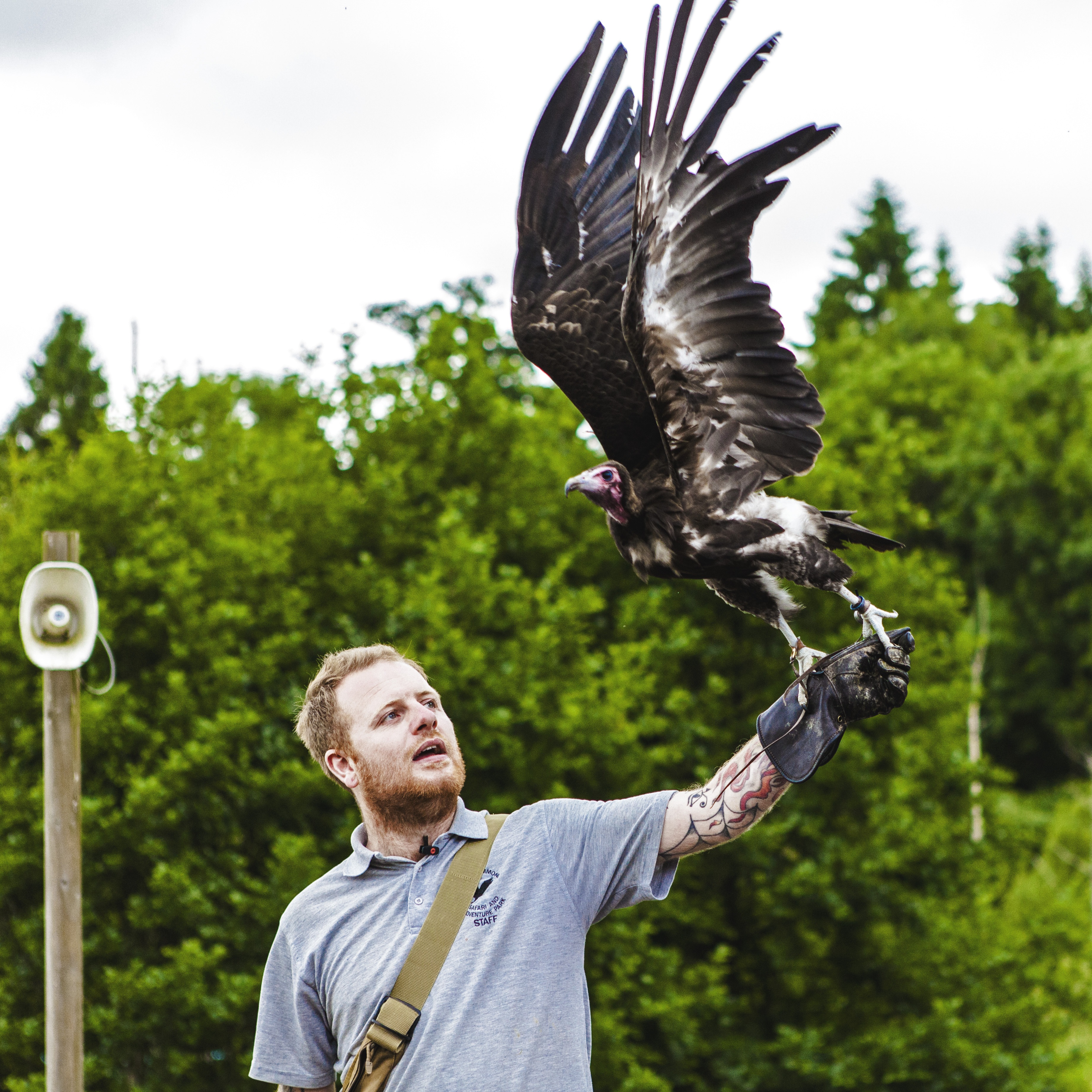 A man with a proud big eagle free image download