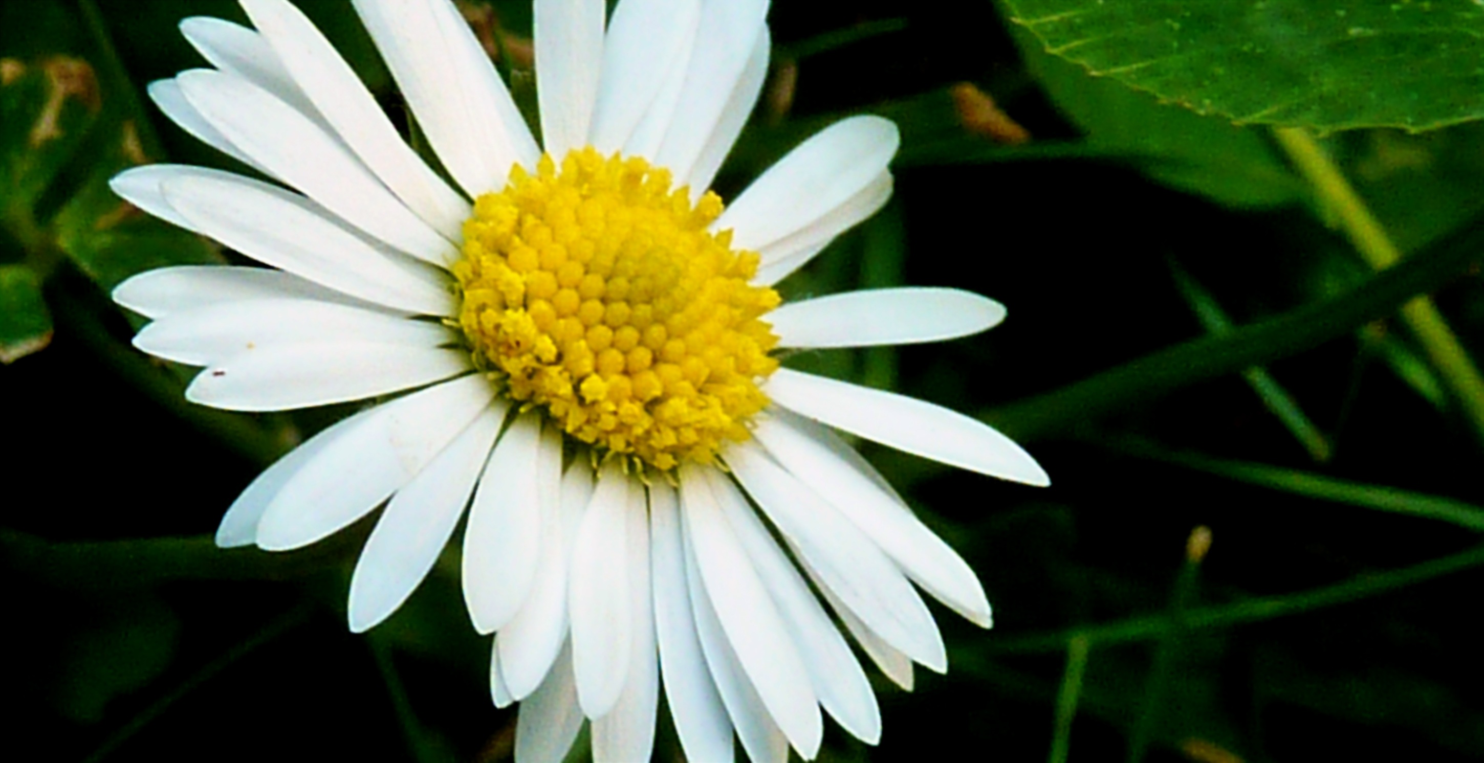 Daisy Daisies Meadow free image download