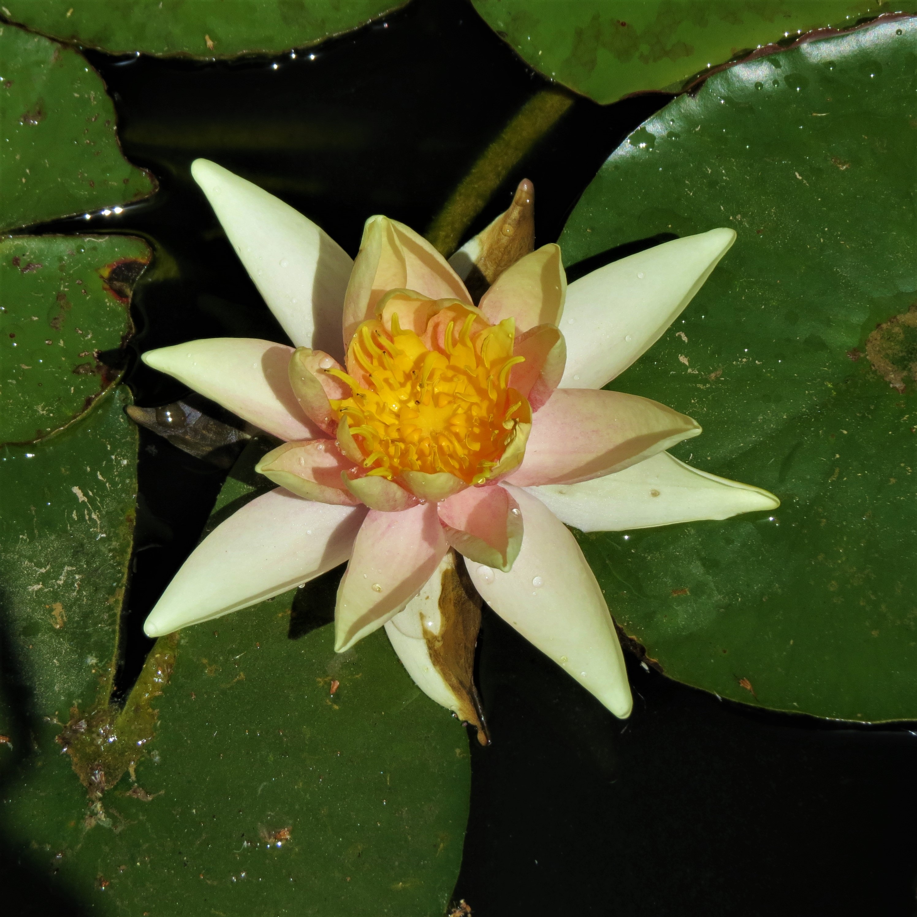 Lilly Pad Yellow Flower free image download