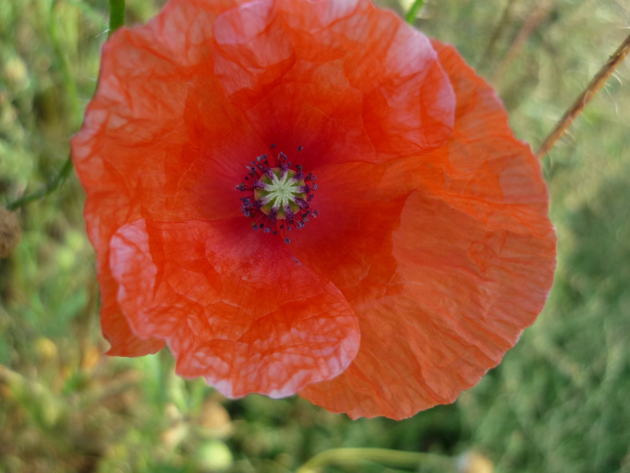 Bud red and big free image download