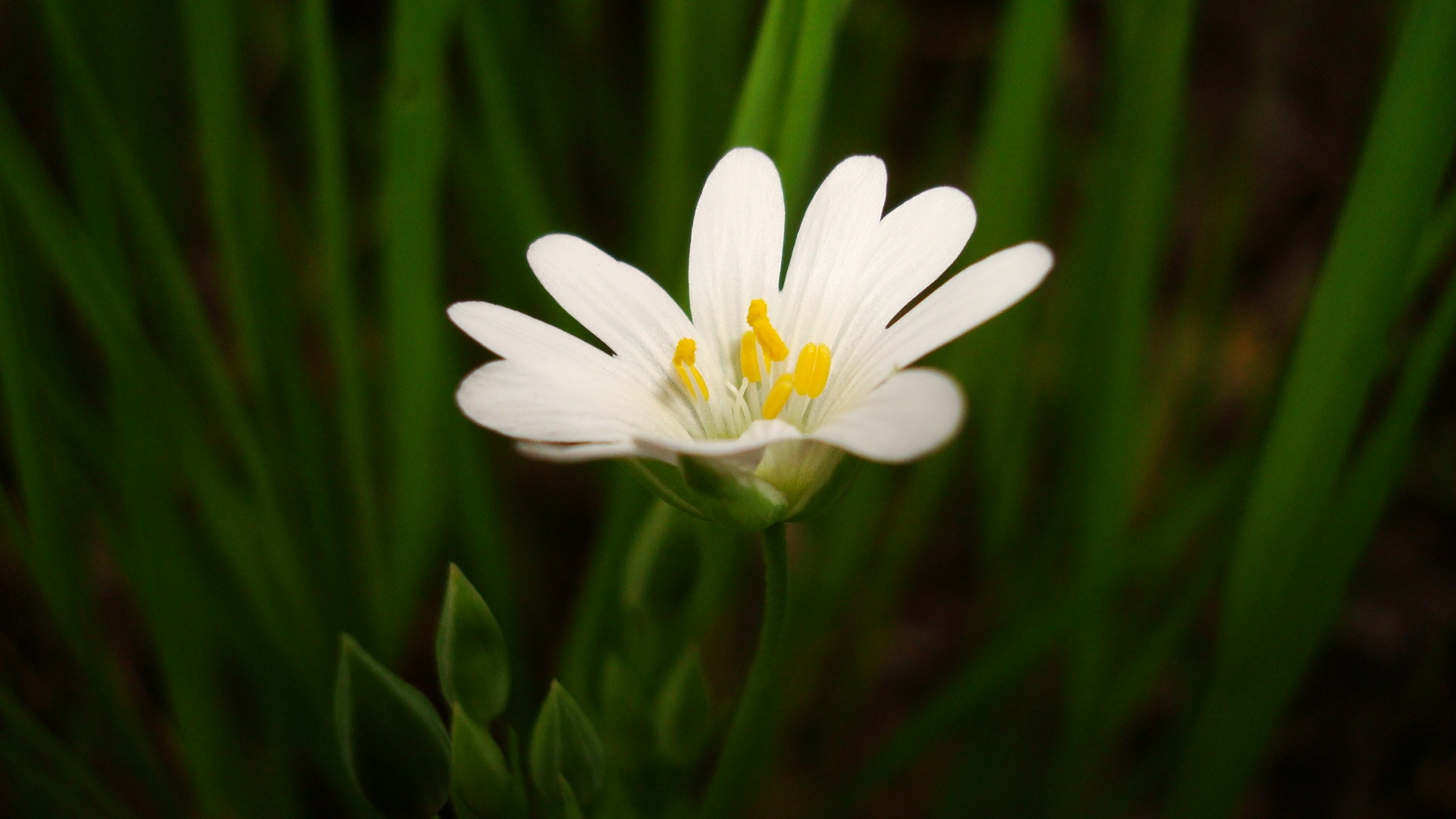 Flower Spring free image download