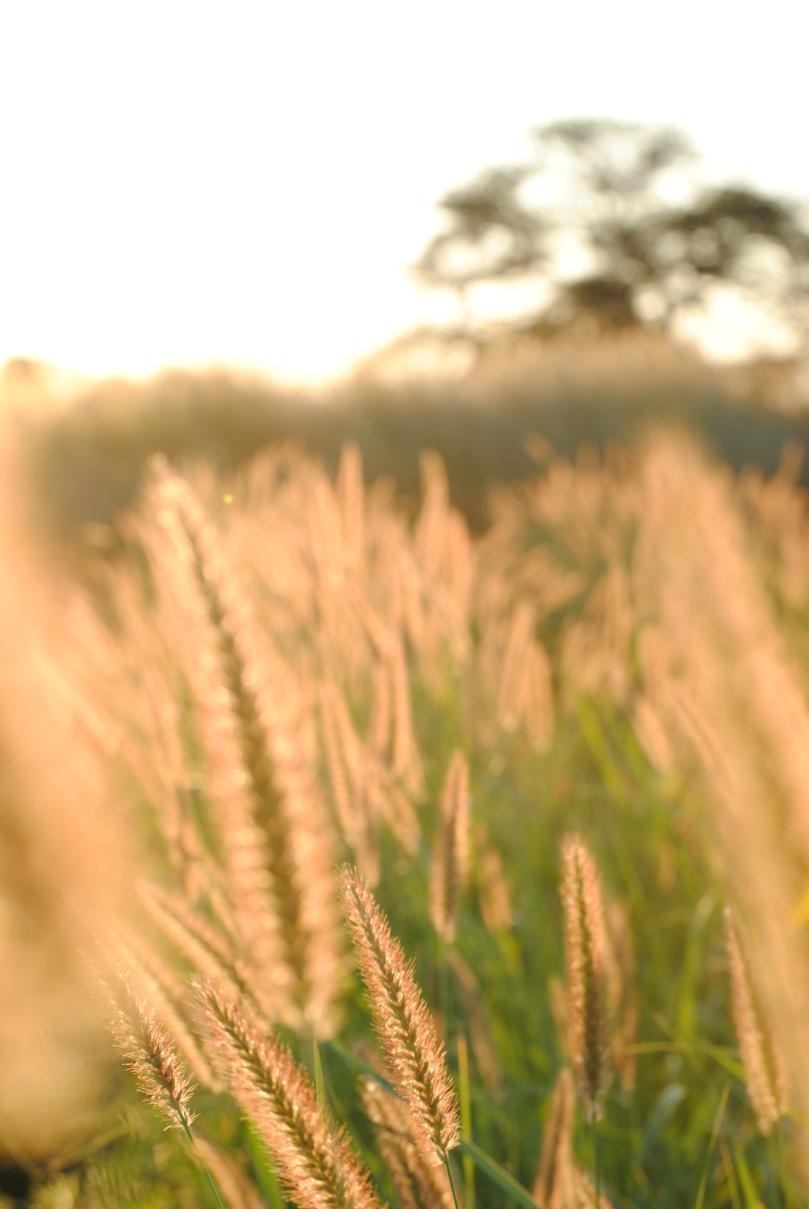 Africa Namibia Grass free image download