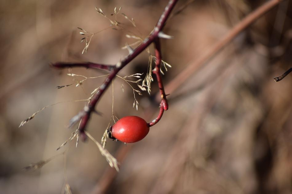 Rosehip Mountain Branch free image download