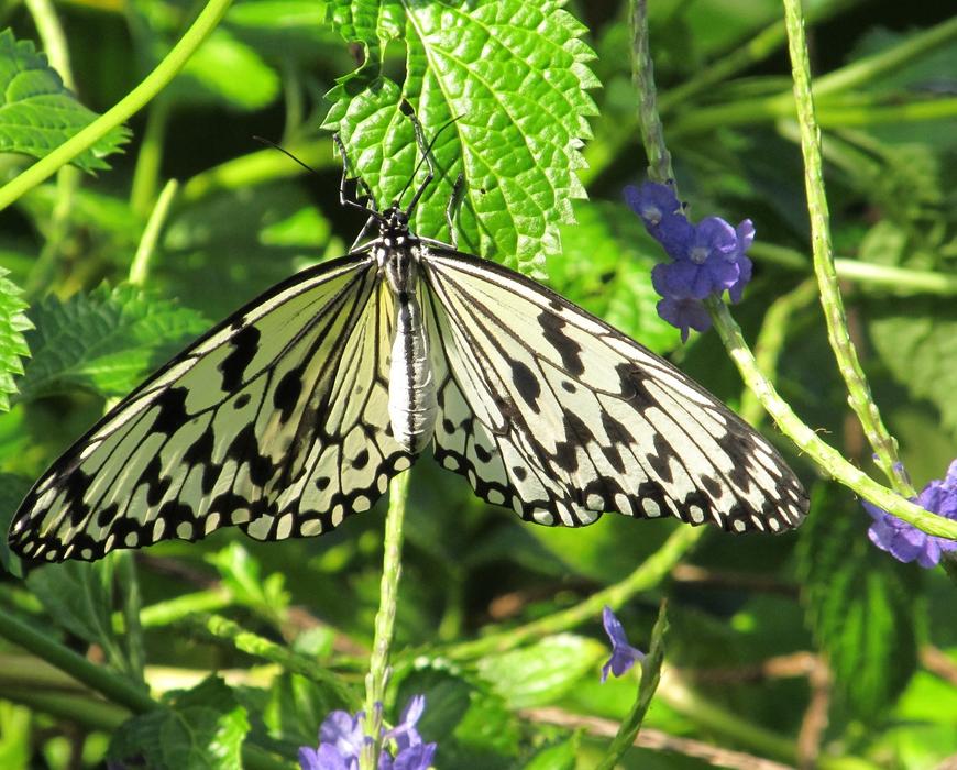 Paper Kite Butterfly Rice free image download