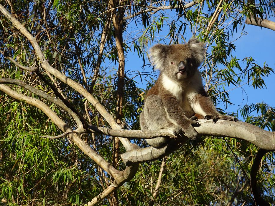 Koala Bear Gawler Ranges Port free image download