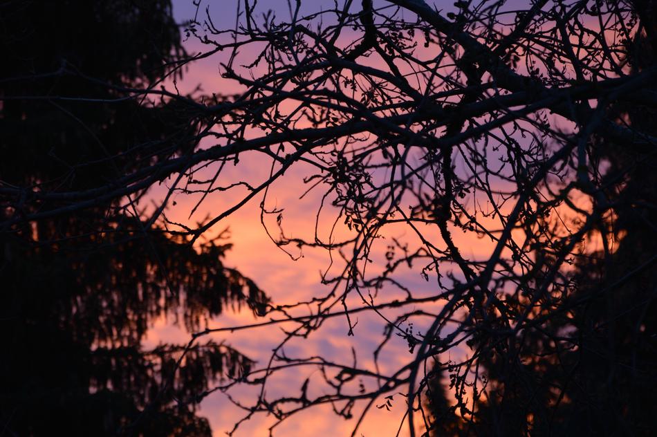 Afterglow Forest Sunset Evening free image download