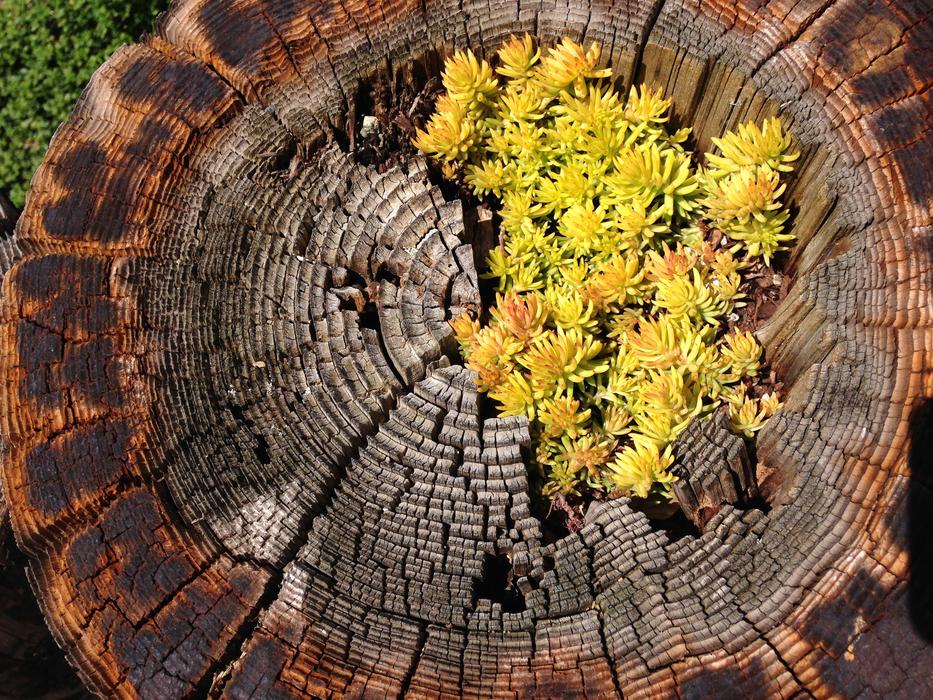 Tree Trunk Log free image download