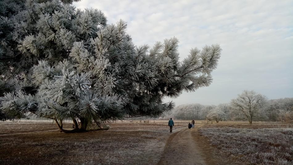 Winter Landscape Ripe free image download