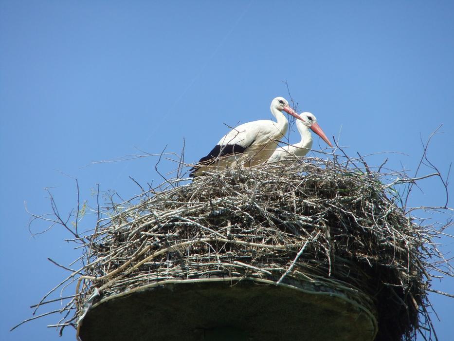 Stork Netherlands Nature free image download