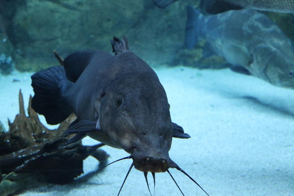 Catfish aquarium sand landscape free image download