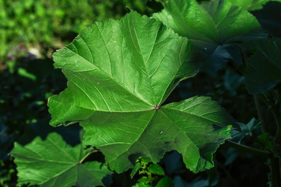 Green Marsh Mallow Leaf free image download