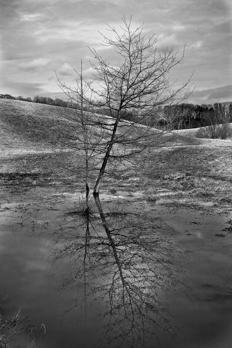 Tree Lonely Loneliness free image download