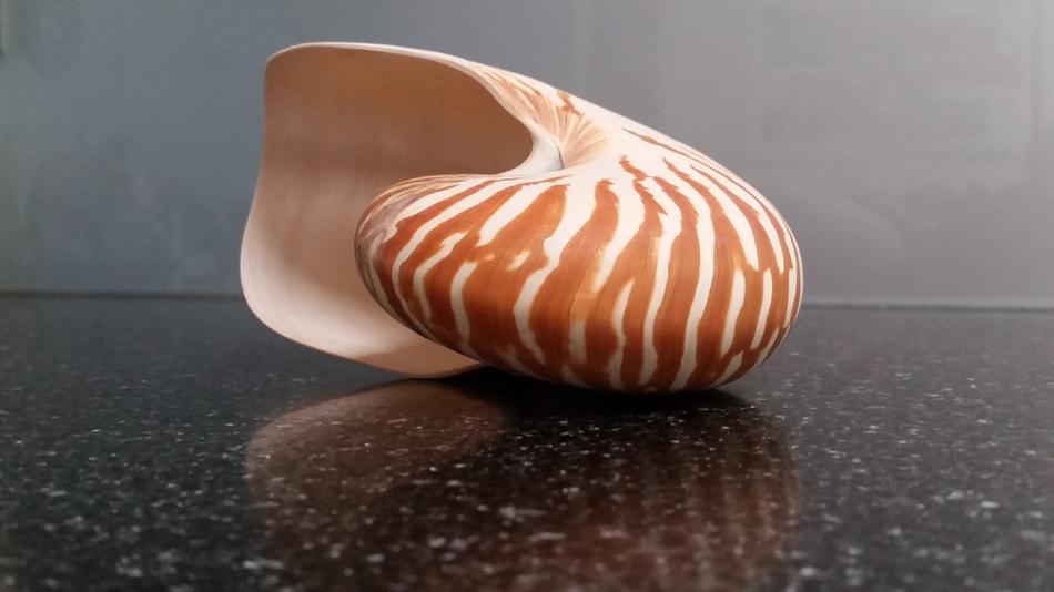 Striped Exotic Sea shell free image download
