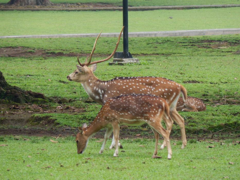 Deer Park Bogor free image download