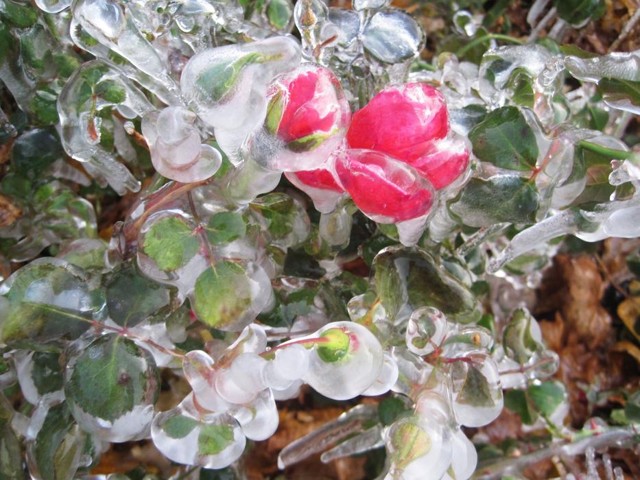 Rose Frozen Winter free image download