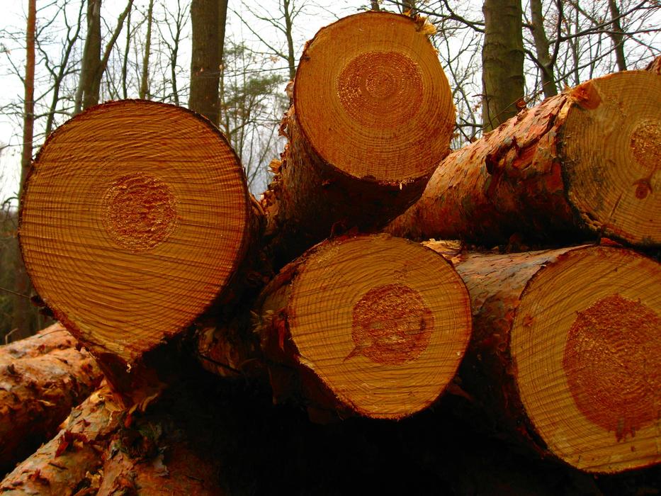 Tree Log Forest free image download