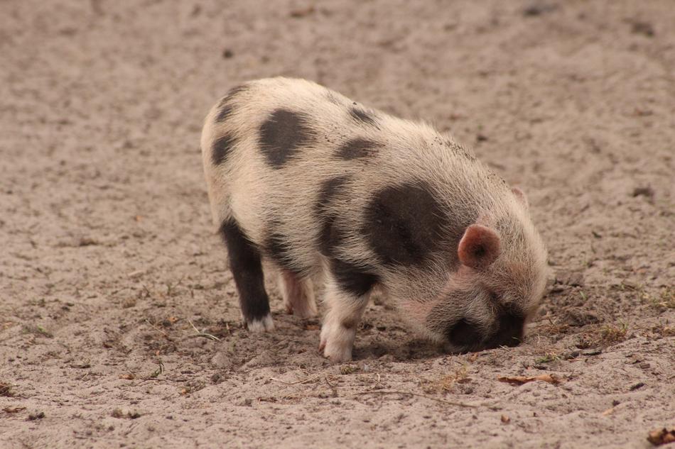 Piglet mini in the spot free image download