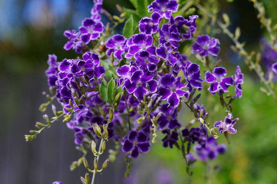 Duranta Geisha Girl Flower free image download