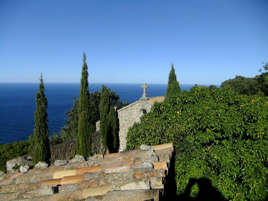 Seaside landscape with trees free image download