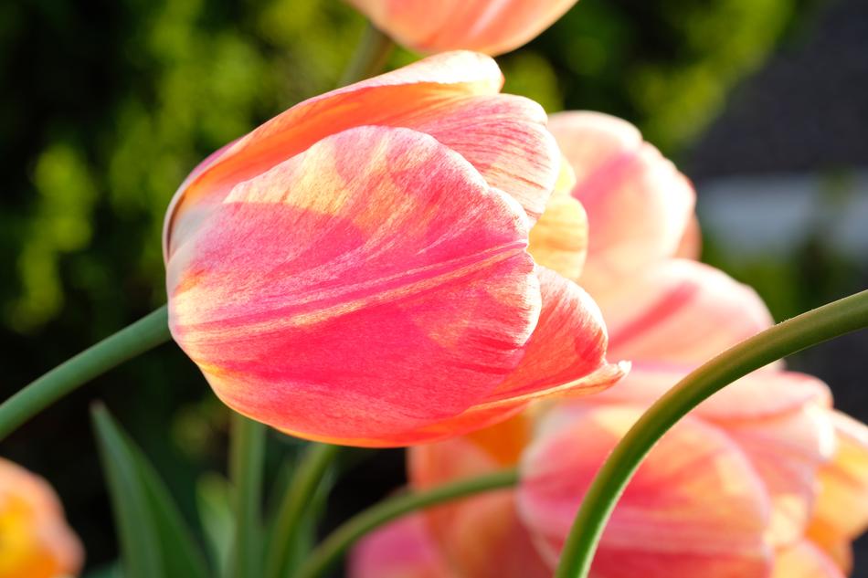 Tulip Flower Spring free image download