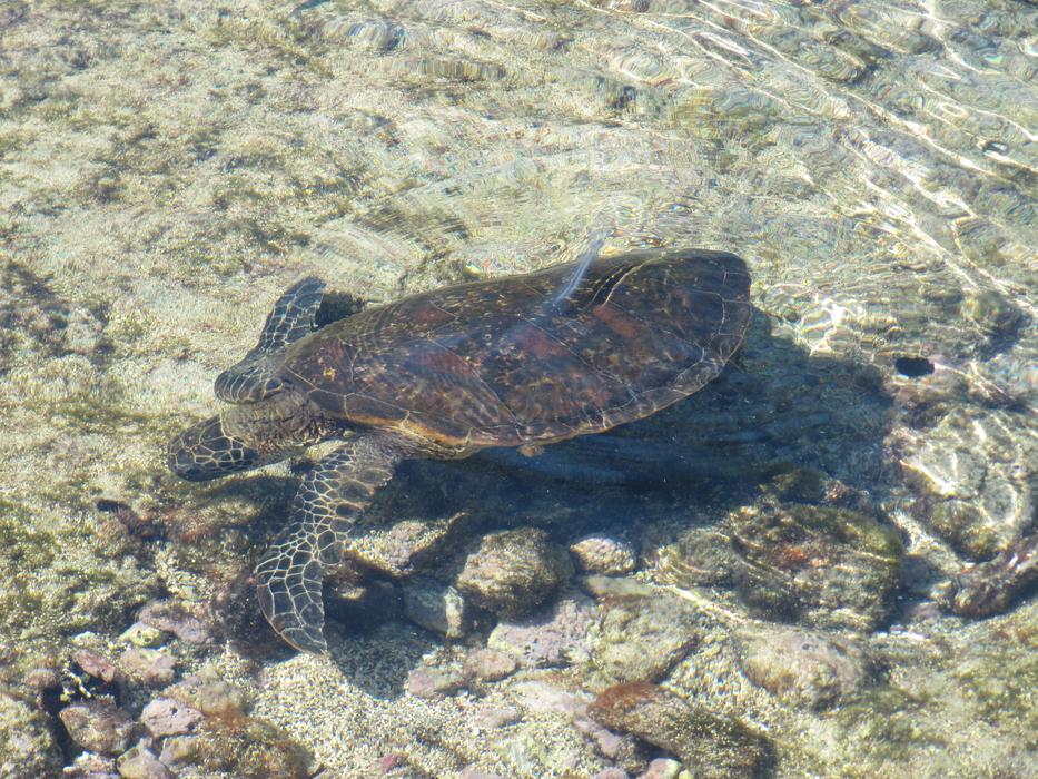 Turtle Hawaii Honu free image download
