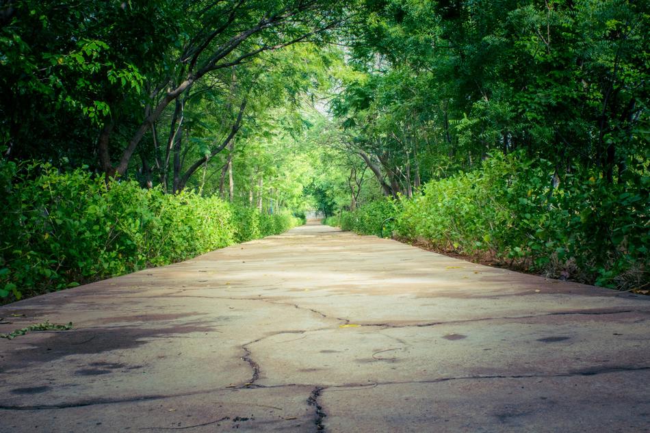Nature Path Way free image download