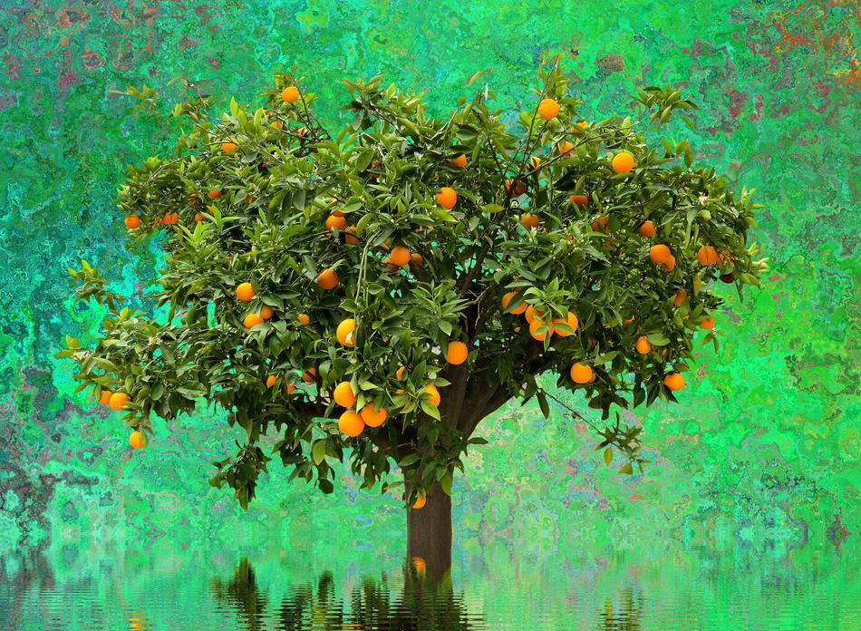 Tree orange tree nature lone tree free image download