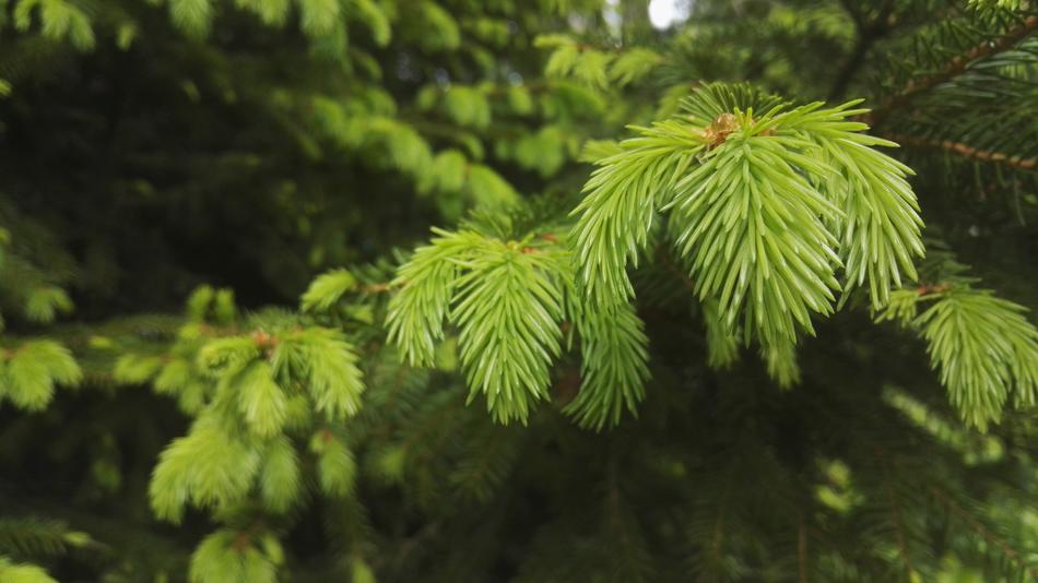 Spruce Tree branches with new soft needles free image download