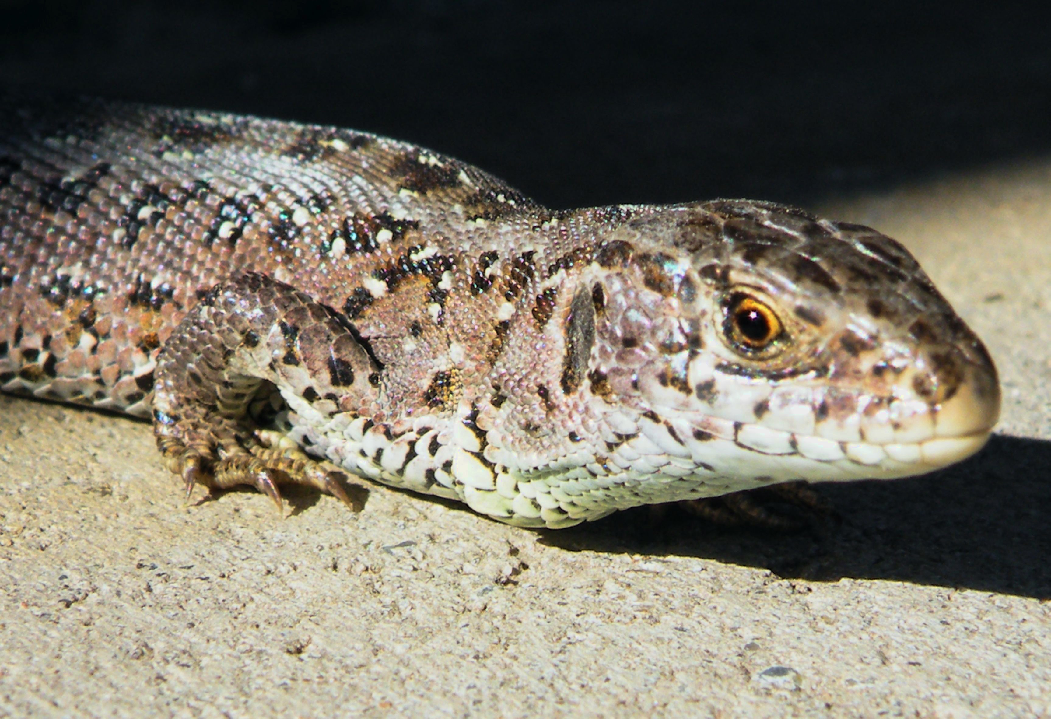 Lizard Sand Reptile free image download