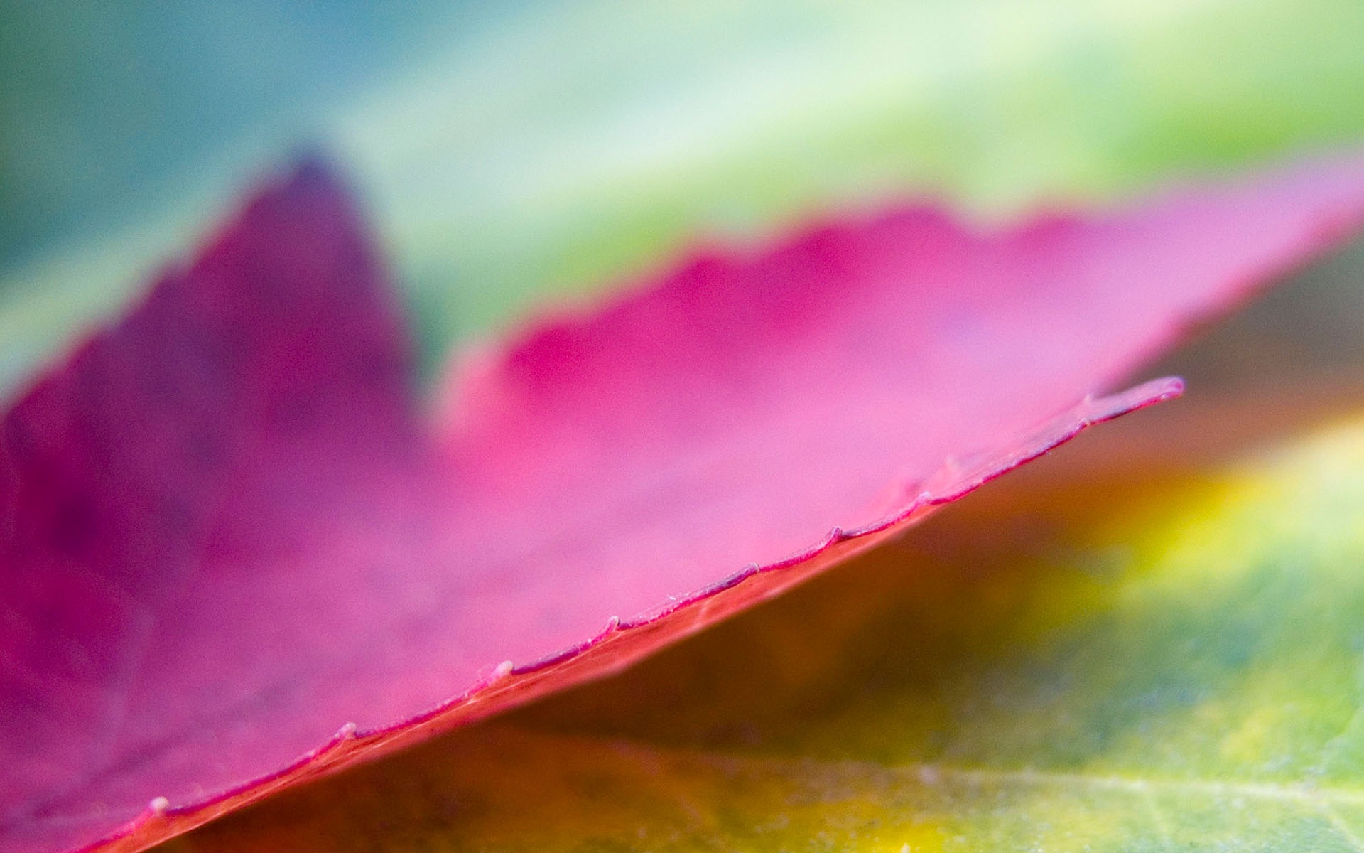 Soft Flower free image download