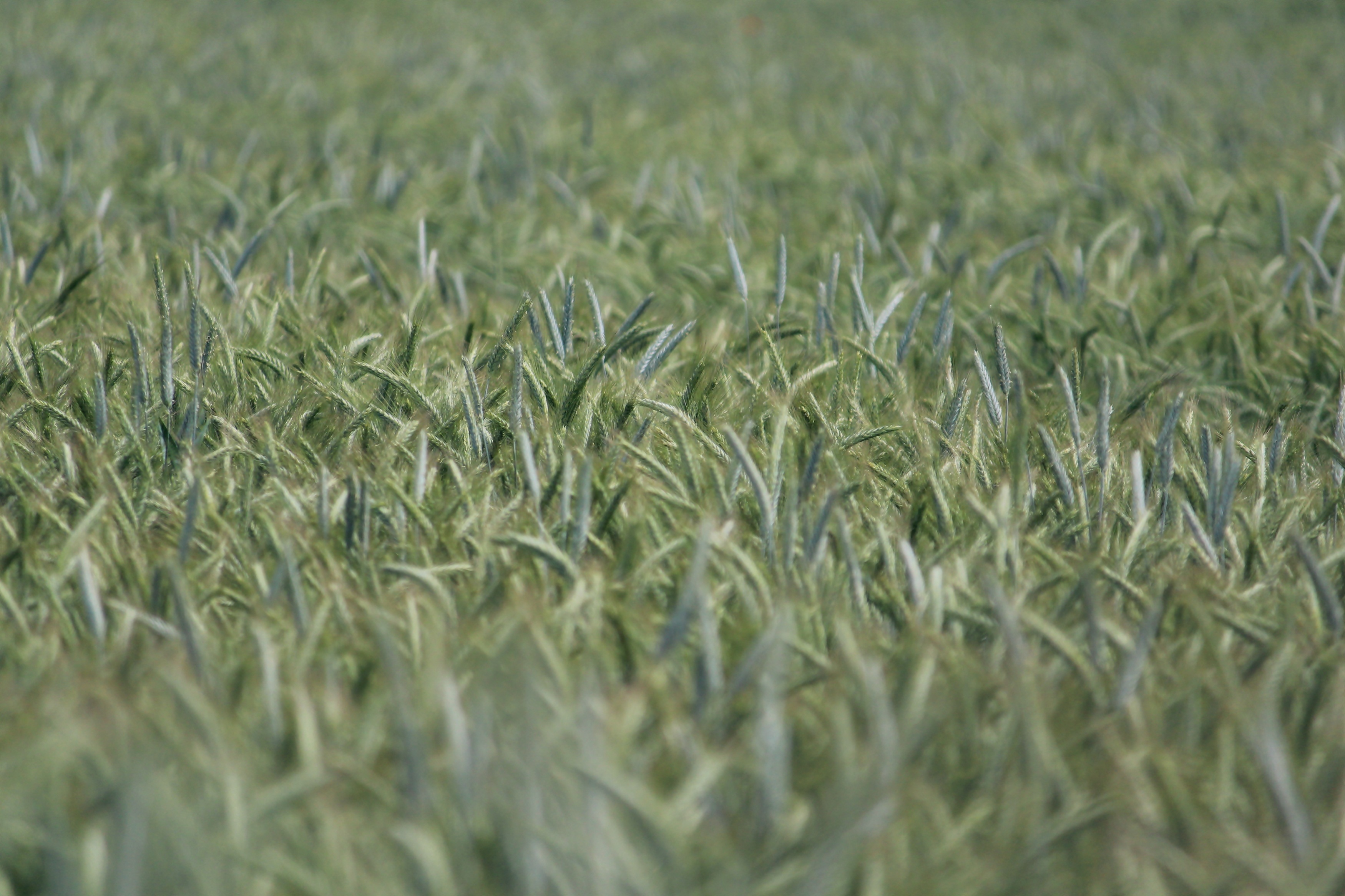 Green fluffy spikes free image download