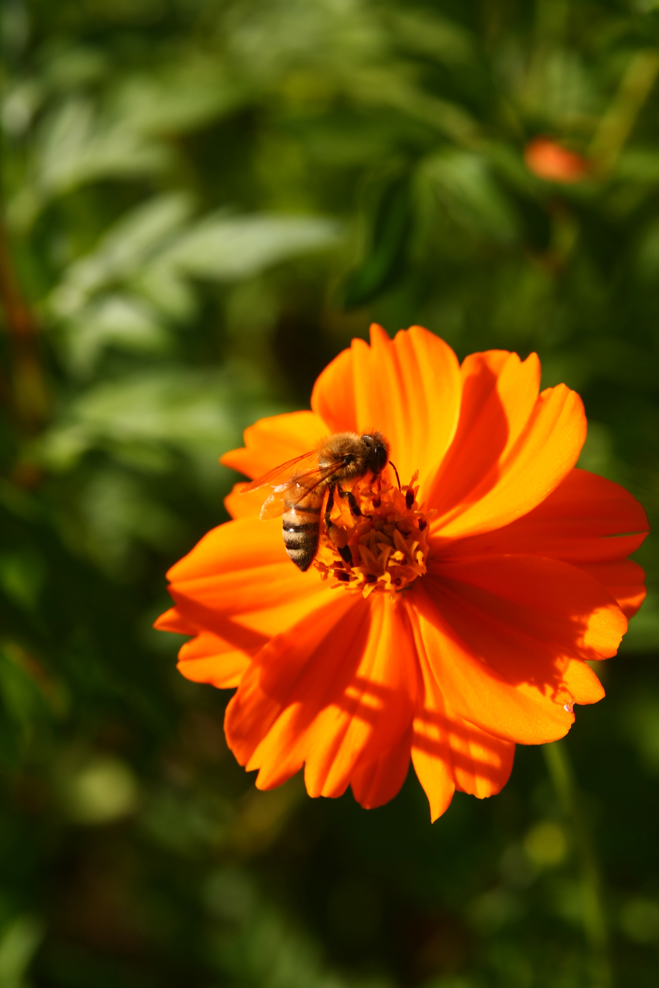 One flower blooms free image download