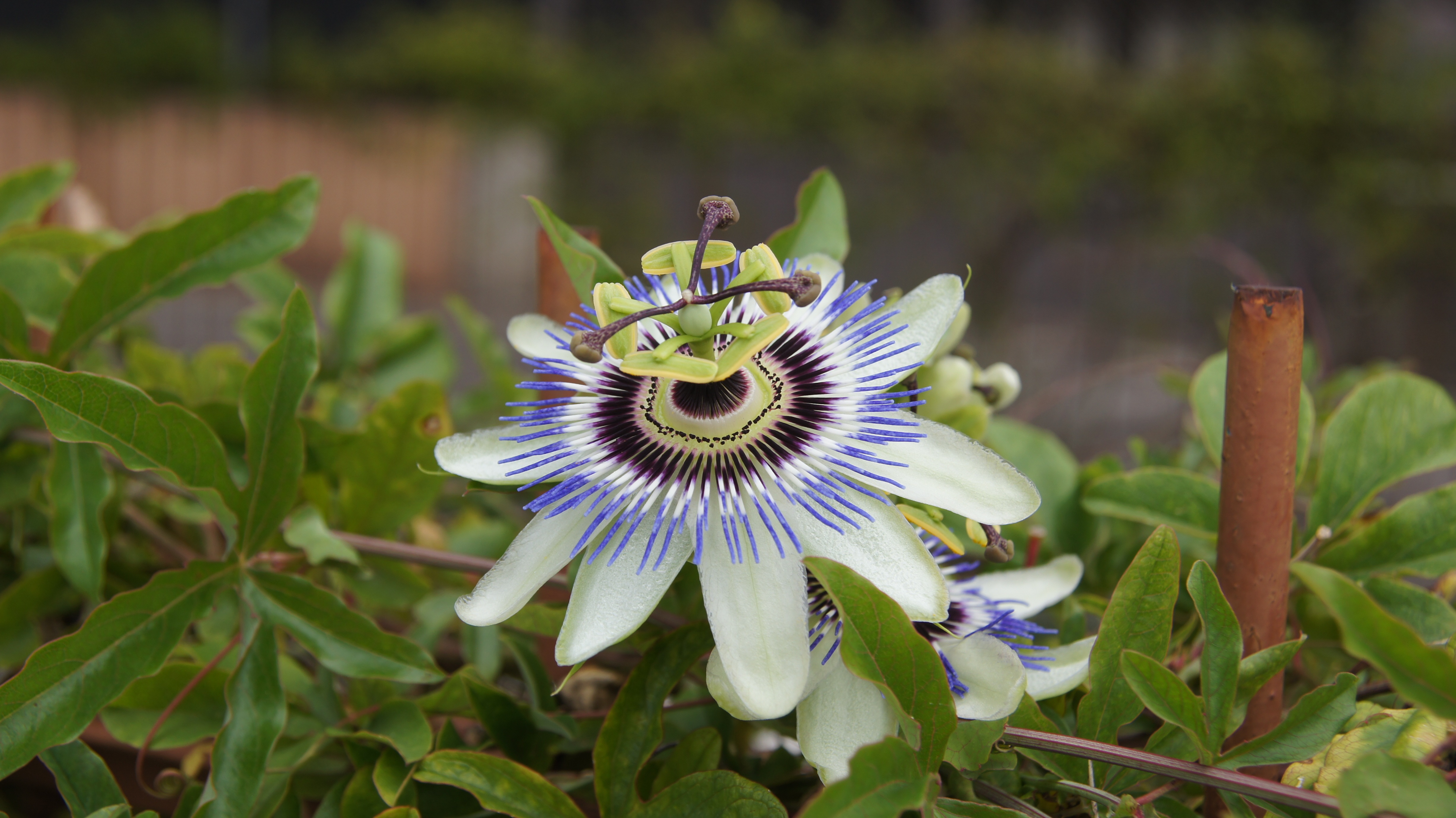 Passion Flower Plant Blossom free image download