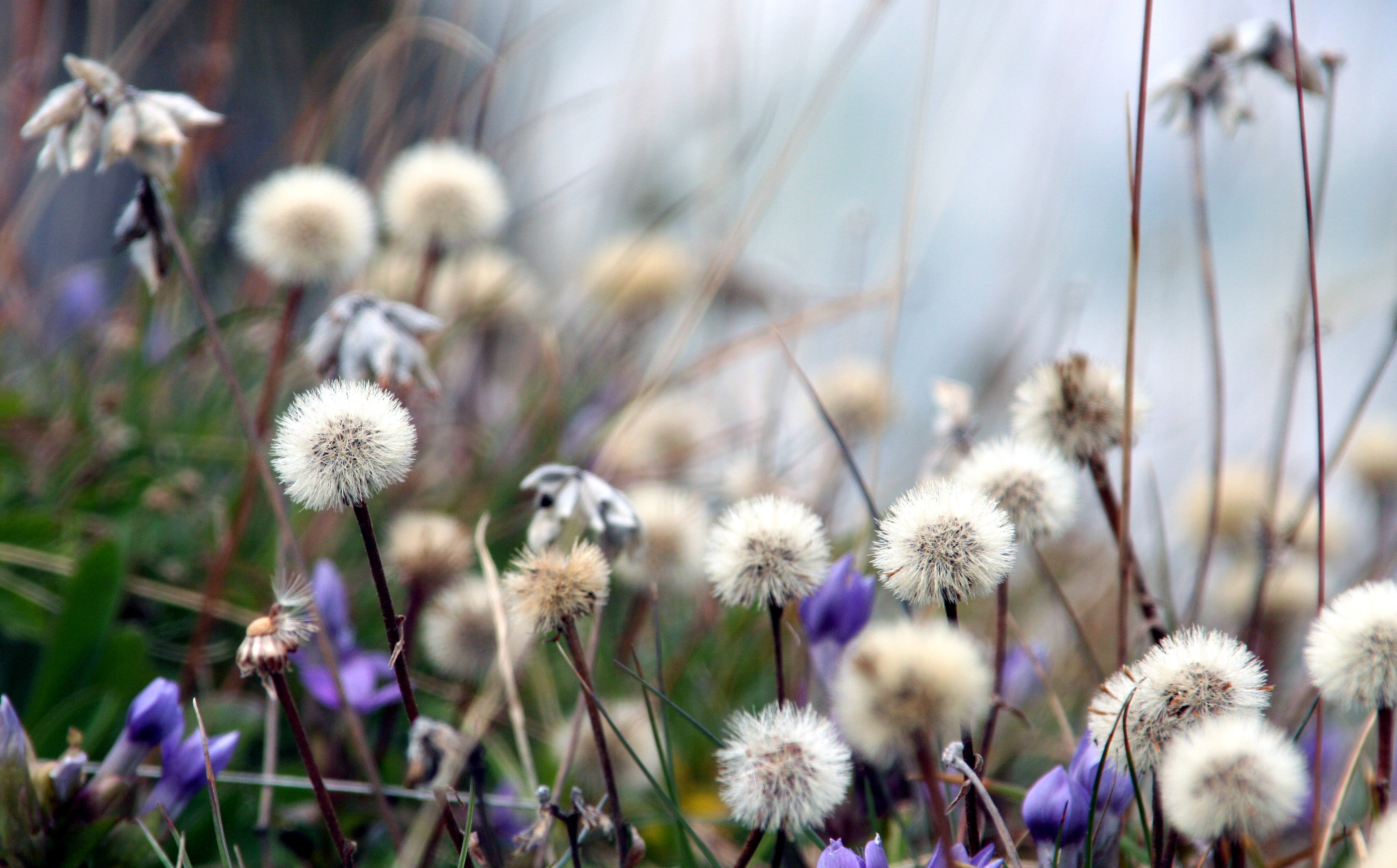 Herbs Wild Alps free image download