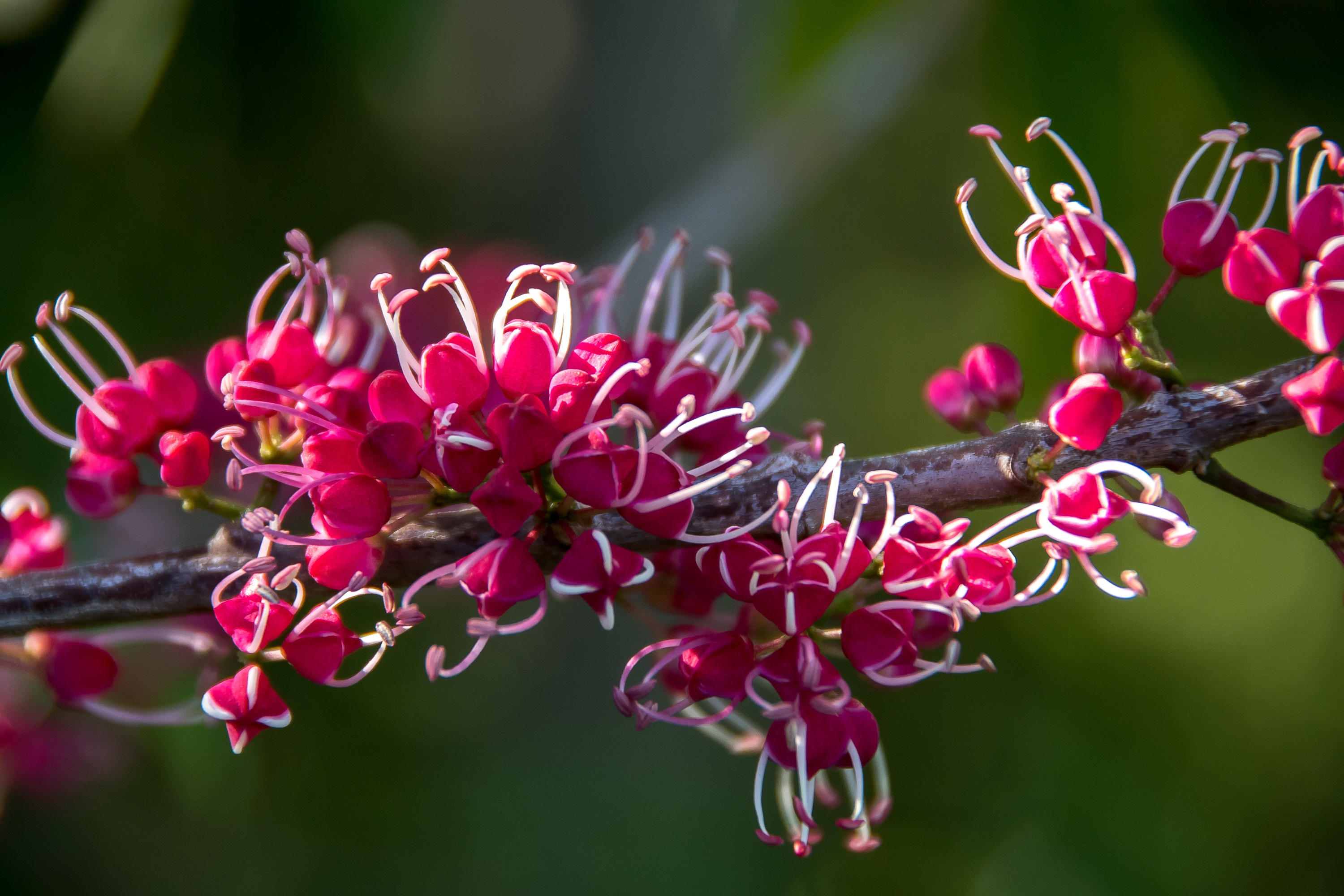 Pink Euodia Melicope Elleryana free image download