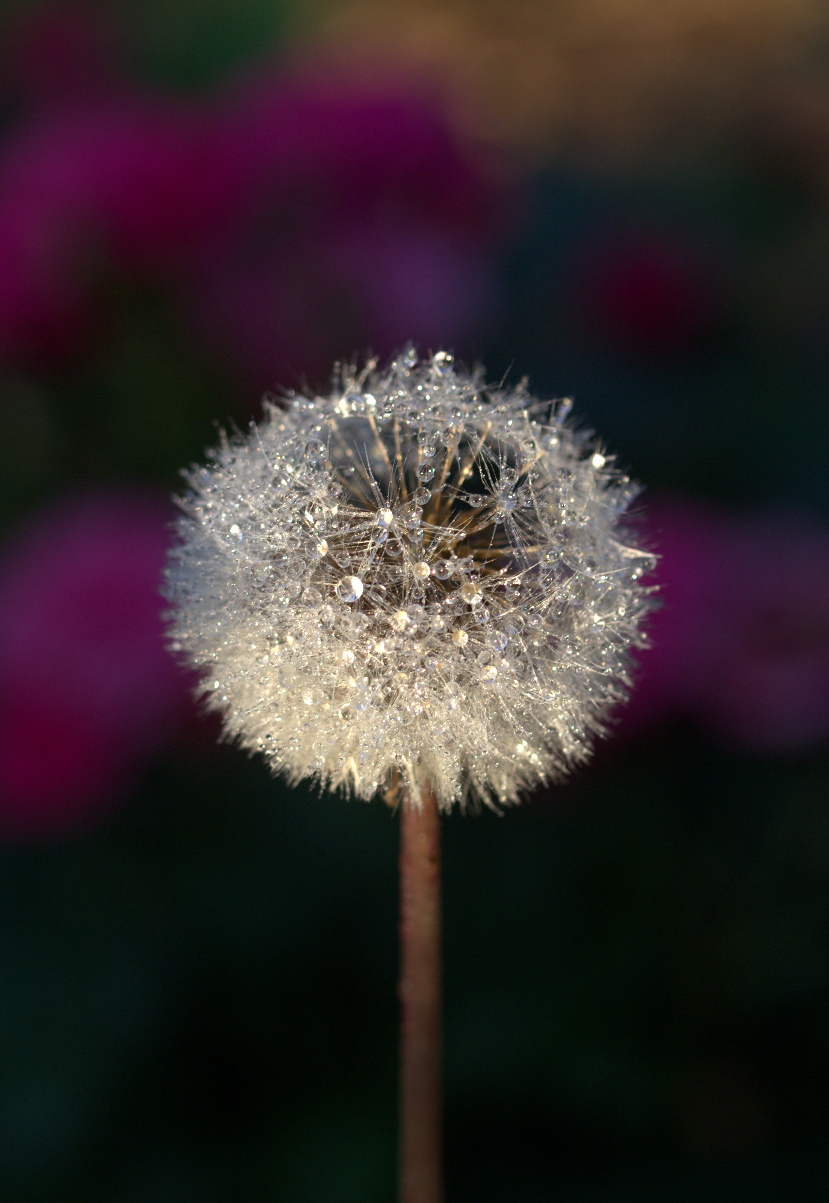 Dandelion Drops Plant free image download