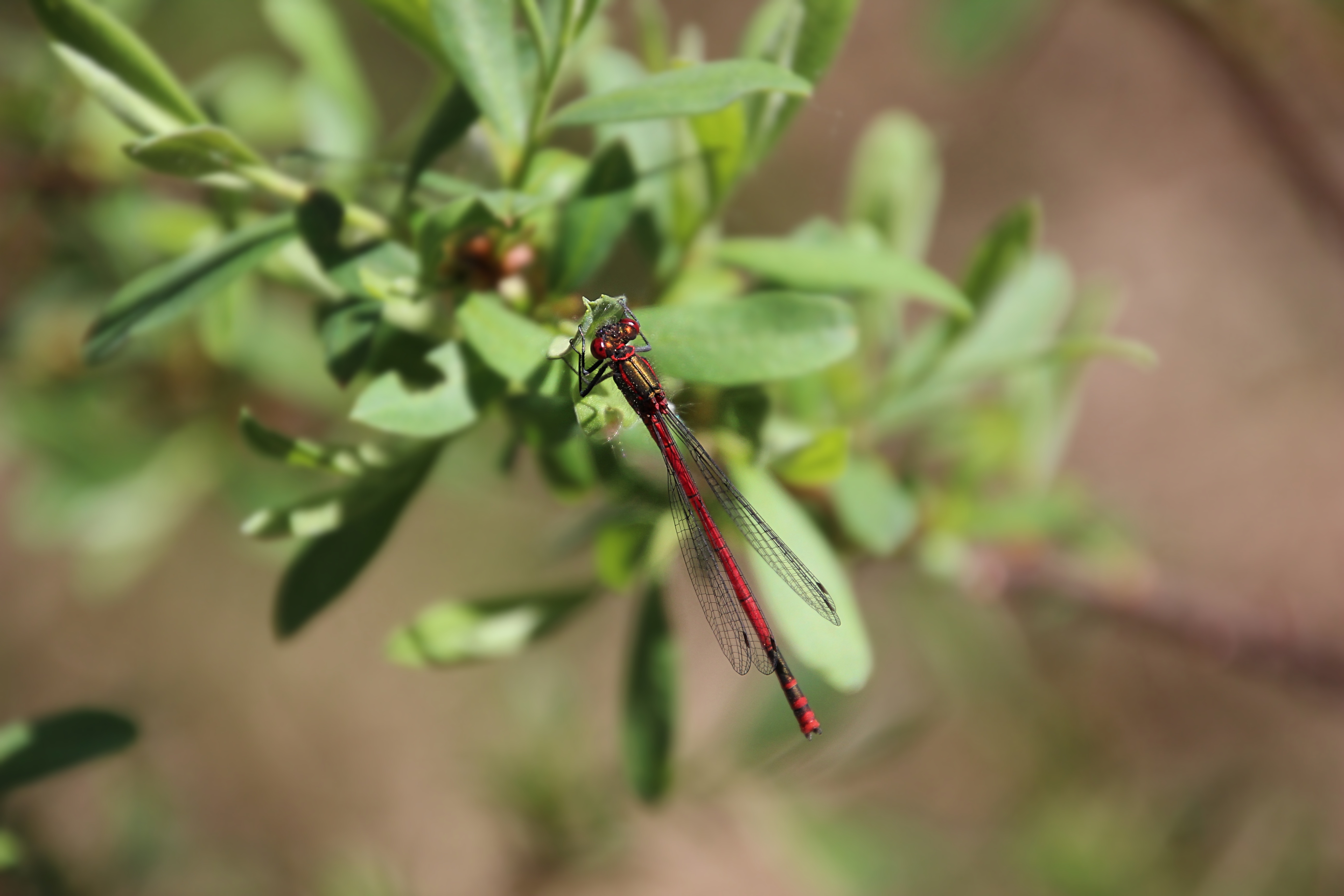 Bug Fly Red free image download