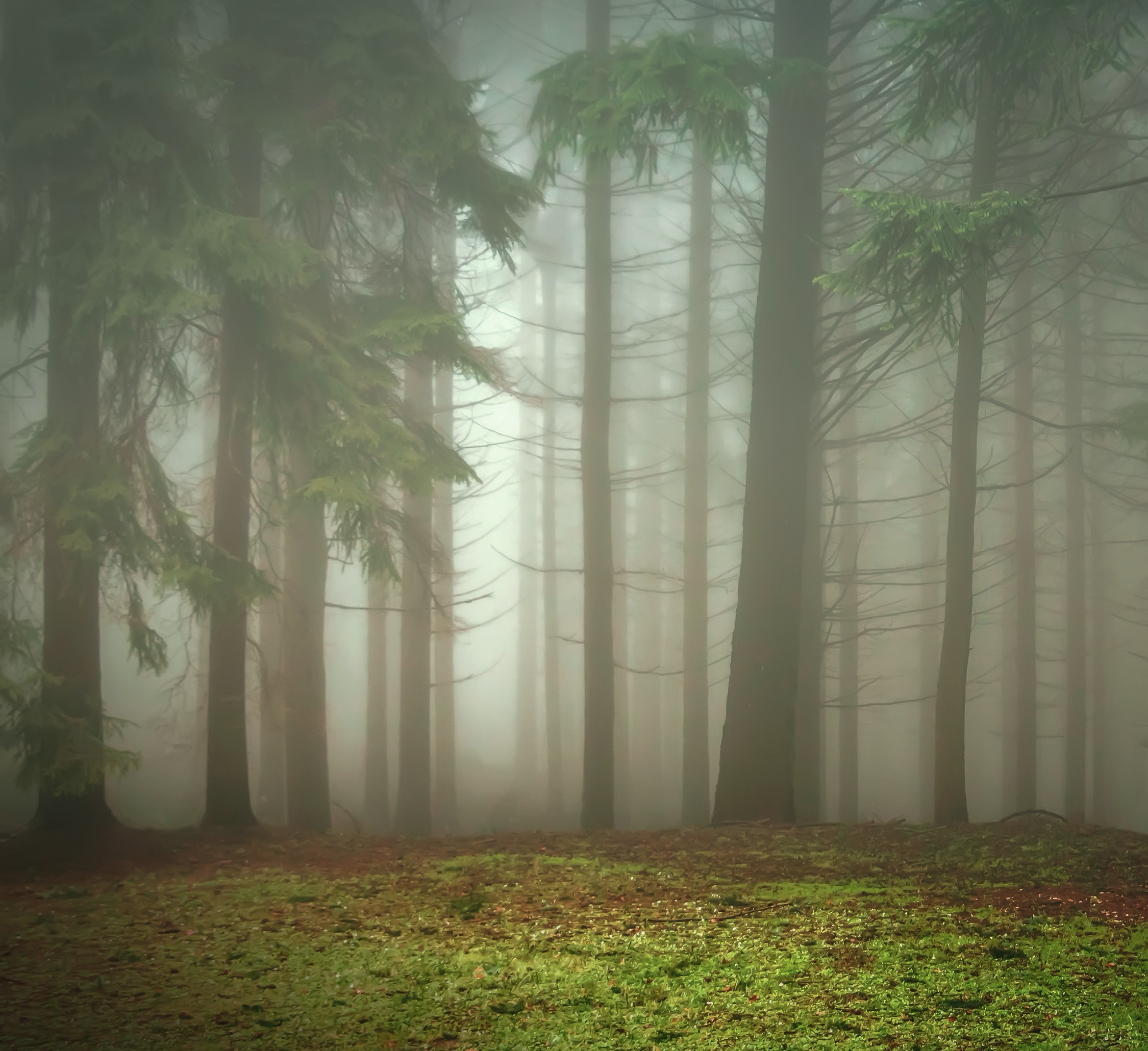 Forest Trees Green The free image download