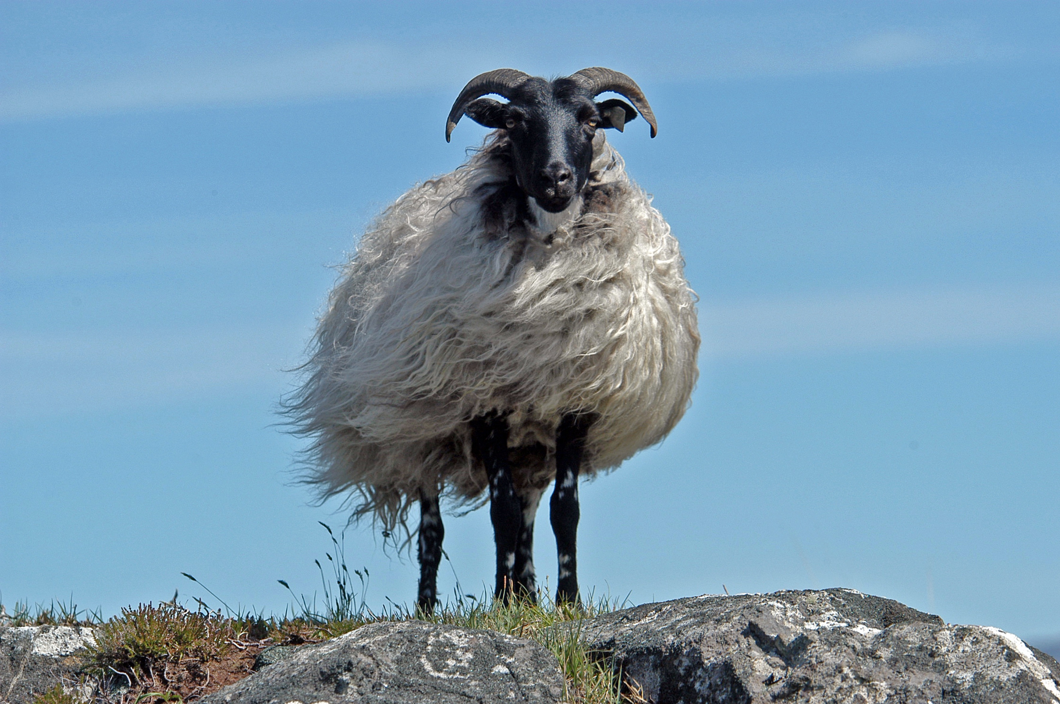 Wild sheep on a rock free image download