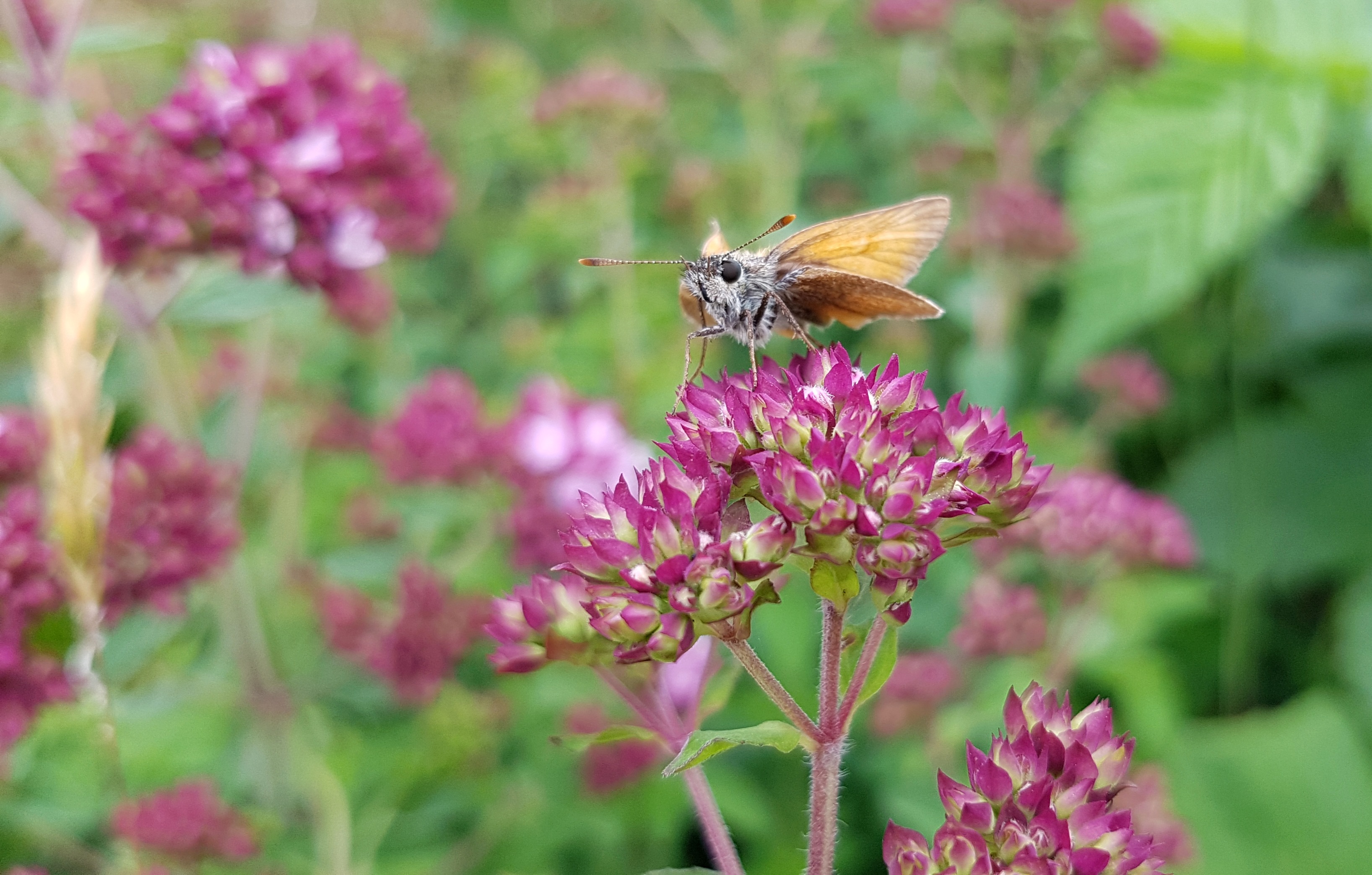 Butterfly Small Skipper free image download