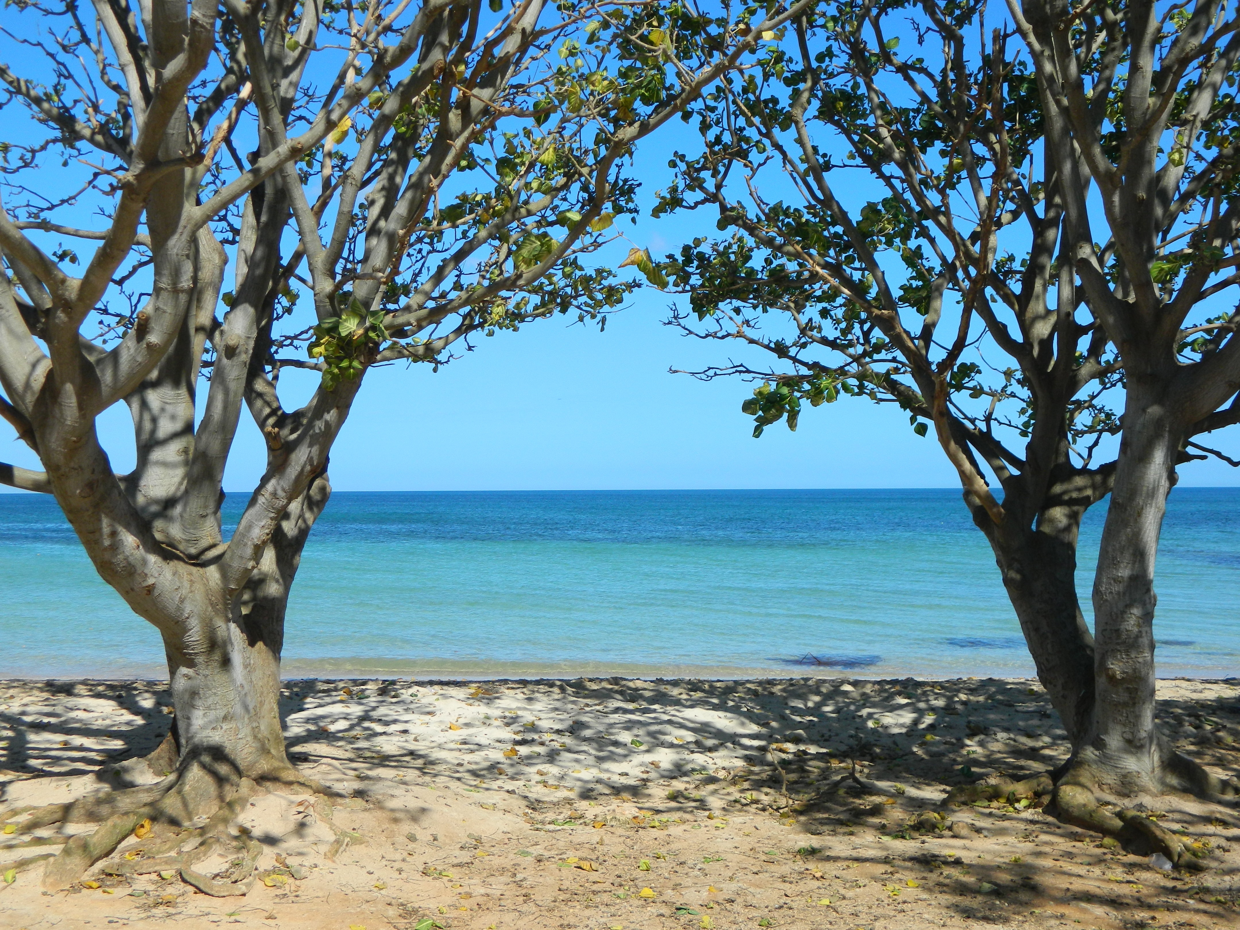 Beach Trees free image download