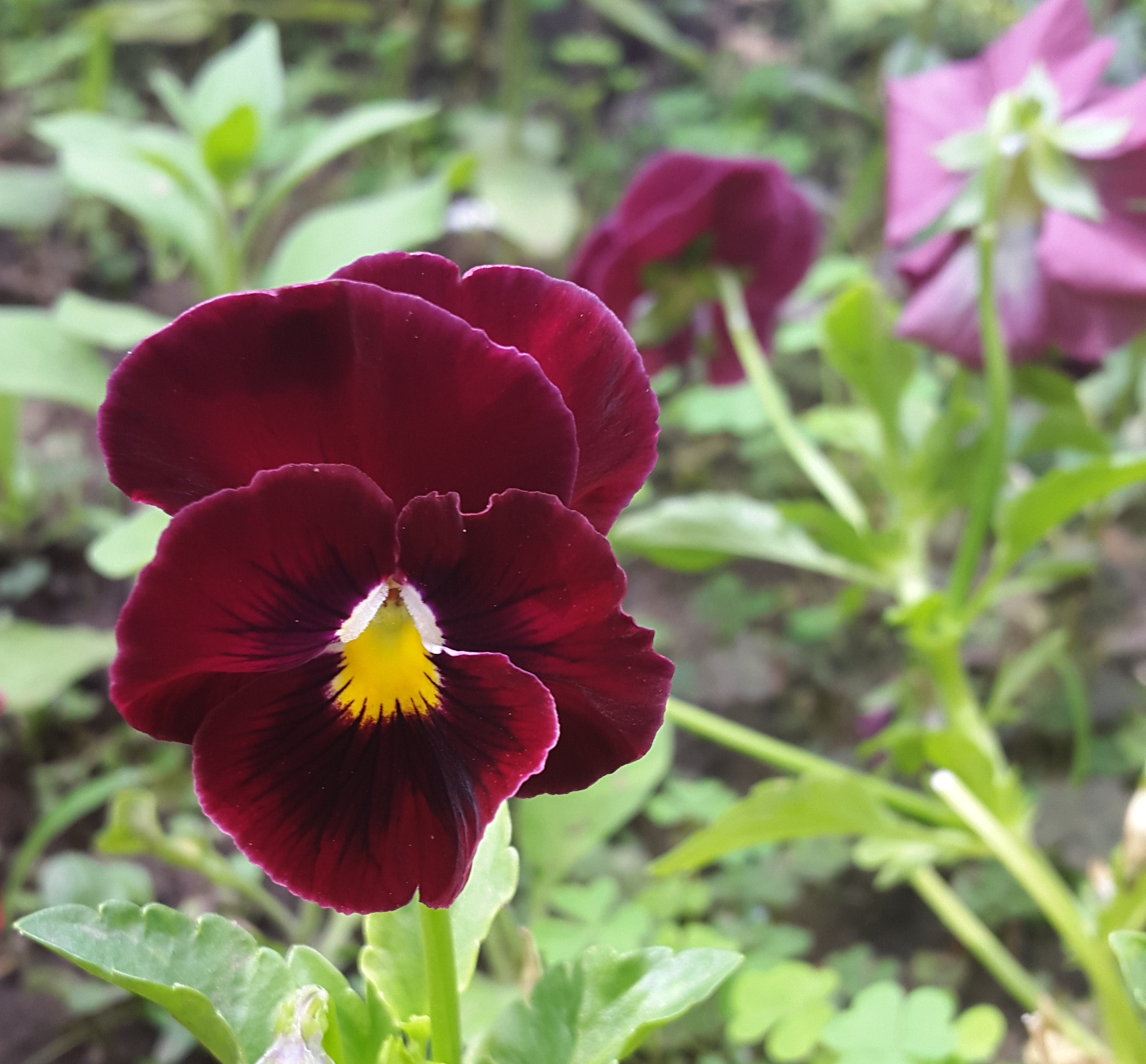 Plant Flower Garden free image download