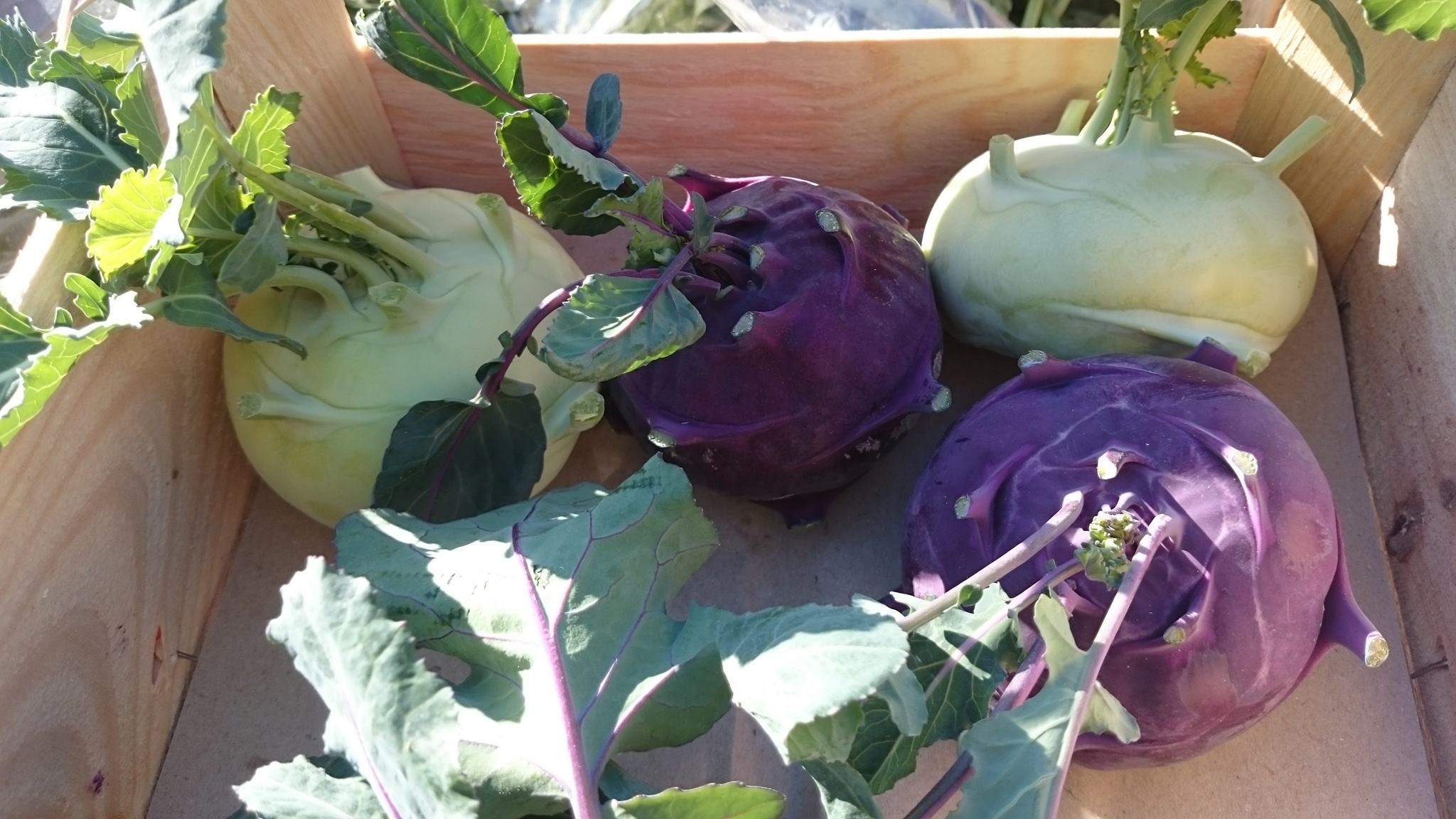 Cabbage Rave Vegetables Violet free image download