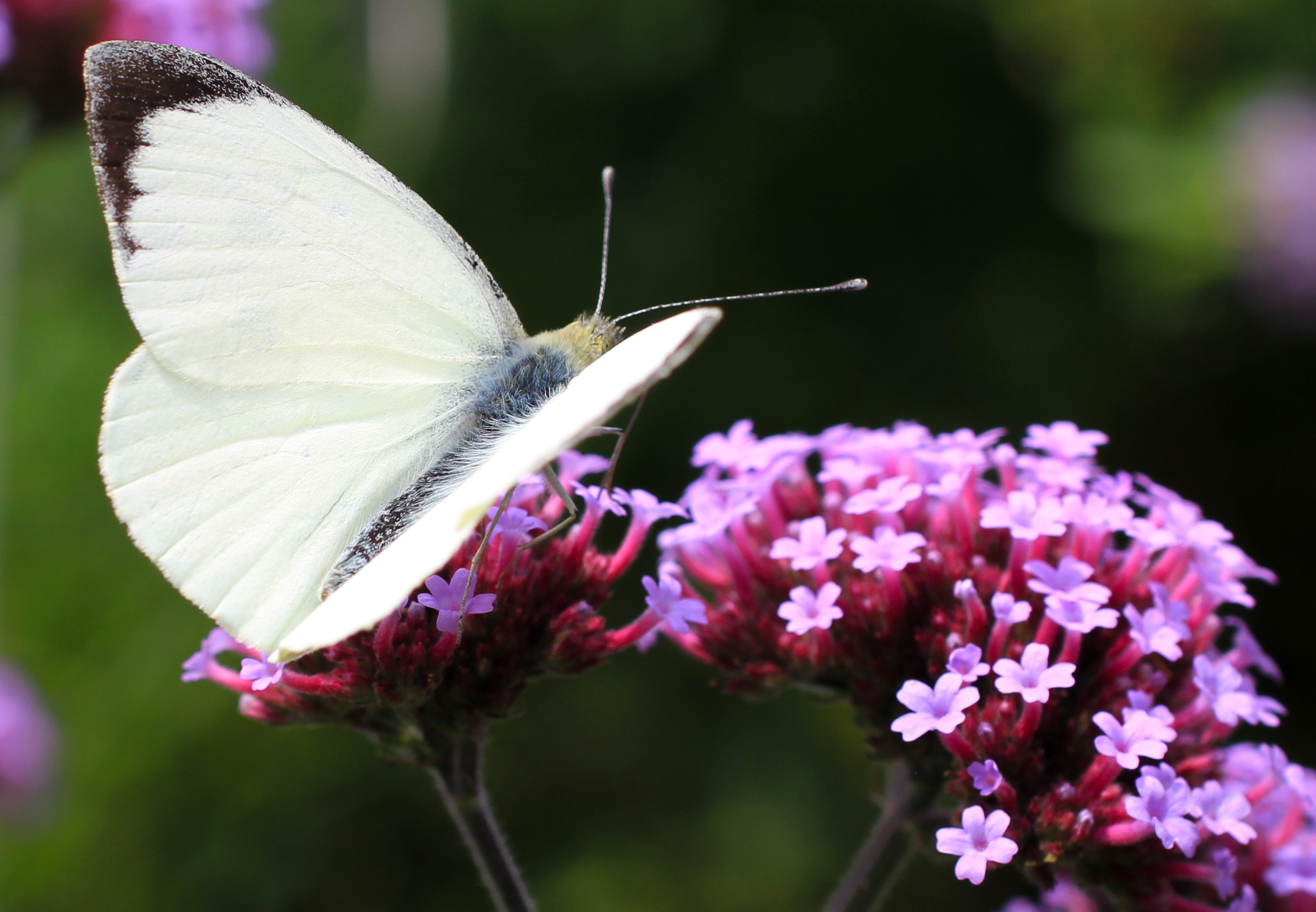 Butterfly Nature free image download