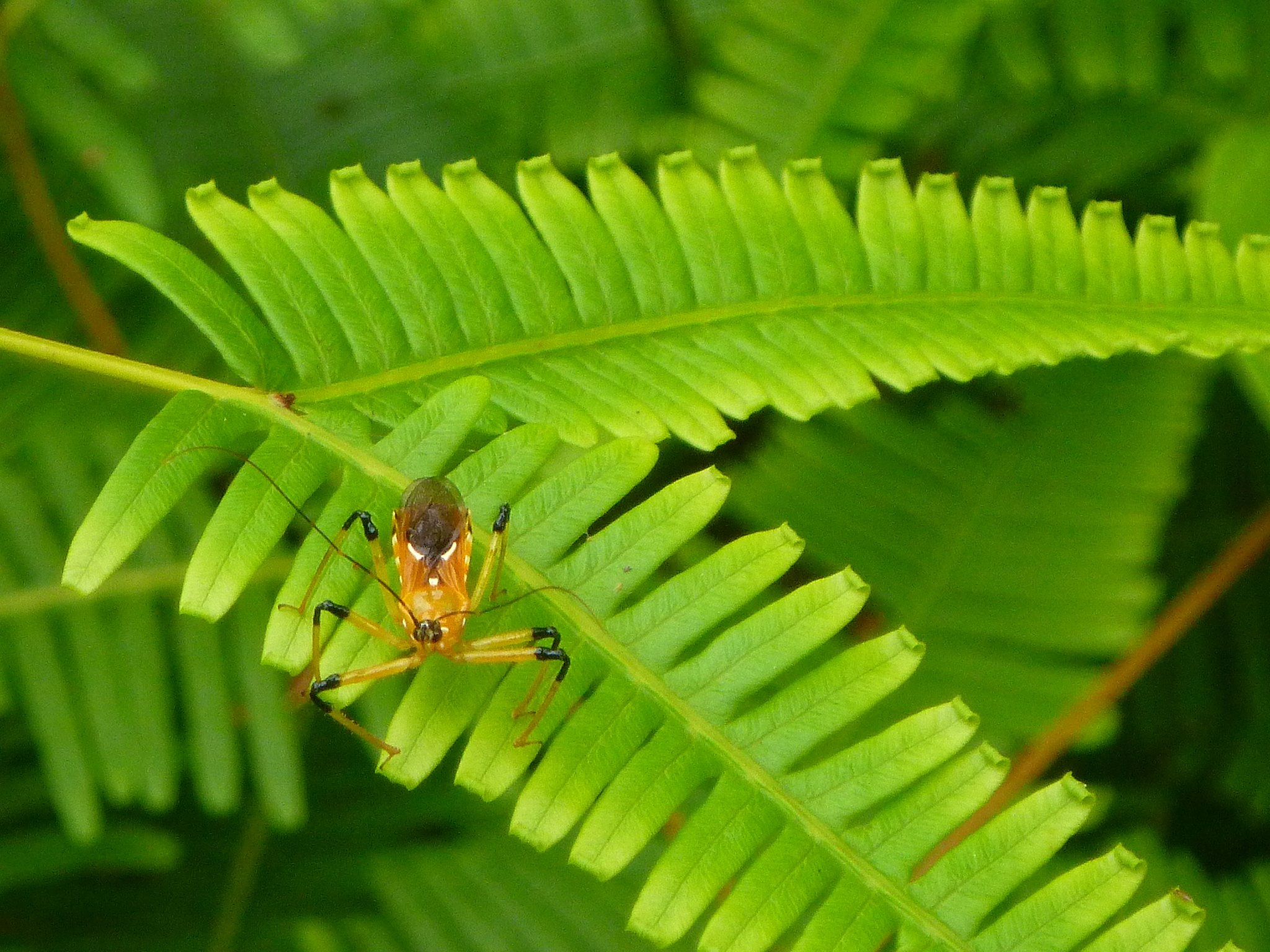 Green Leaf Bug free image download