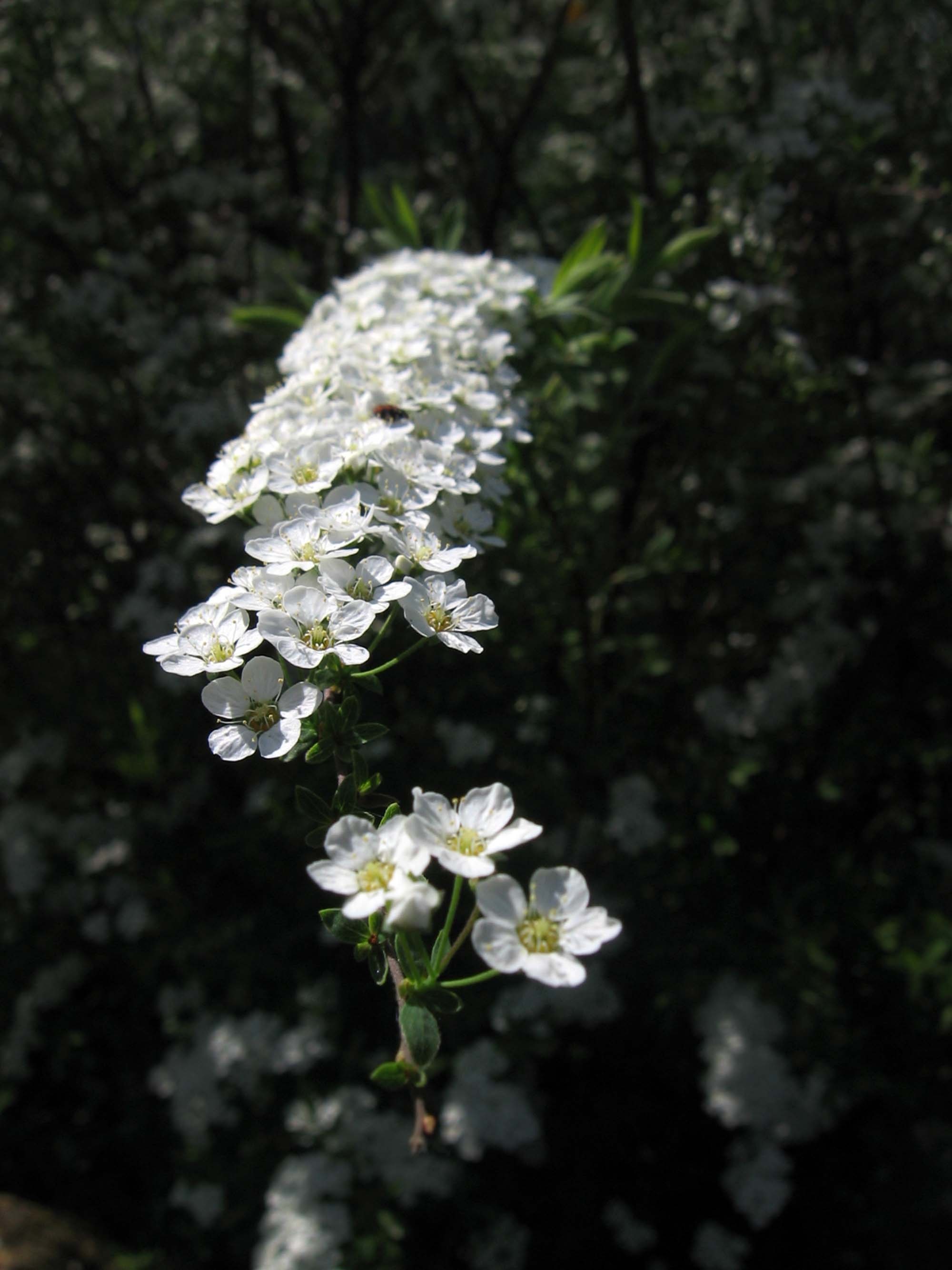 Flowers White Branches free image download