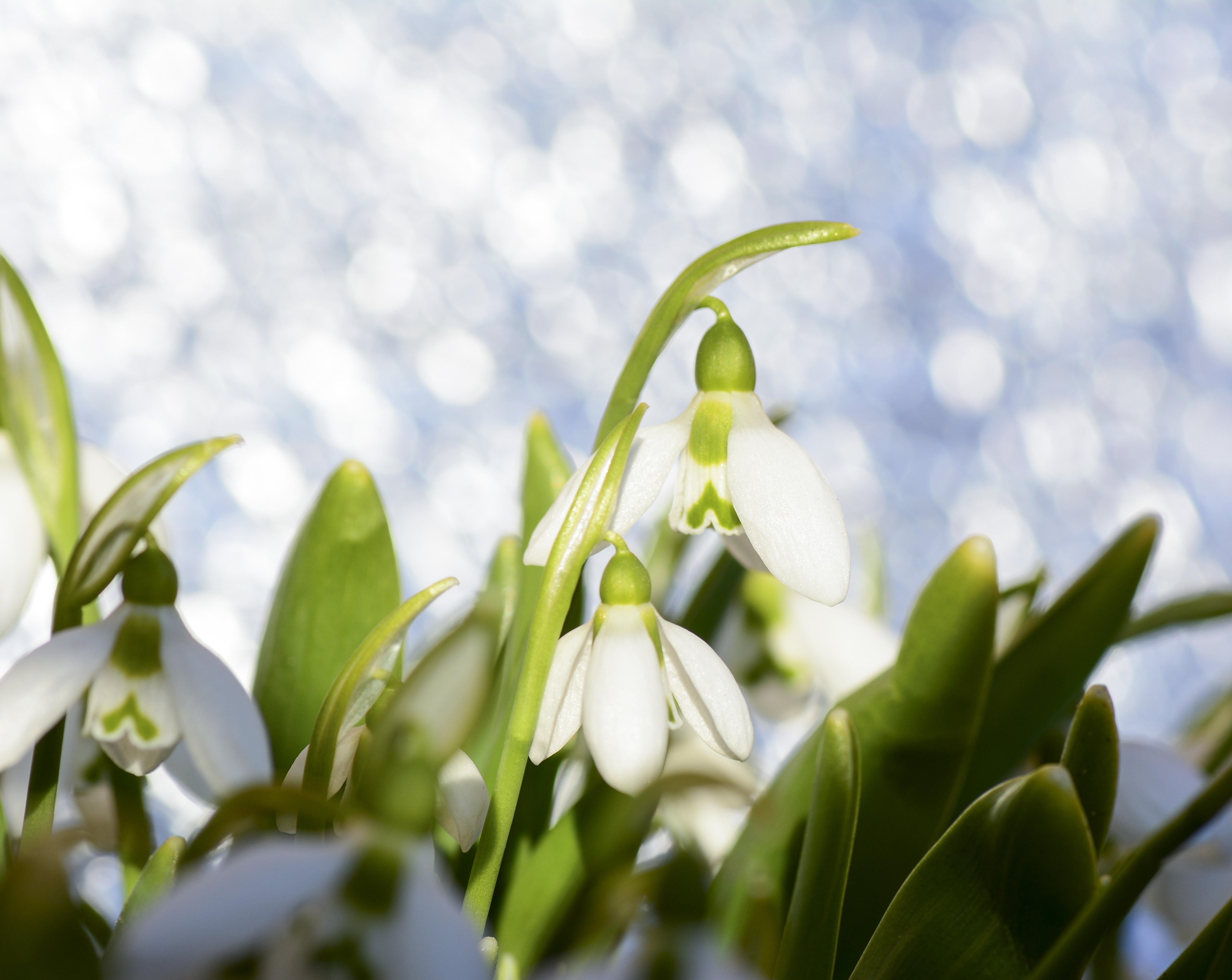 Snowdrops Snowdrop Spring free image download